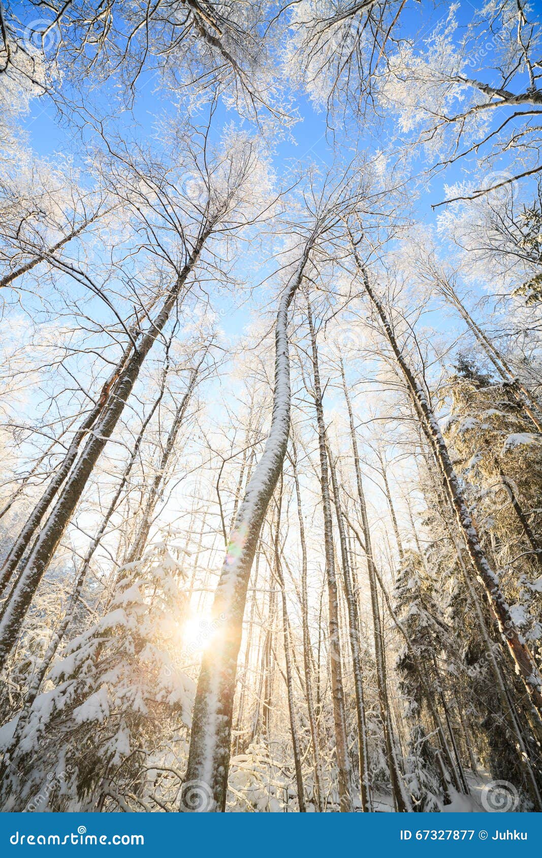 Snow Covered Tree Perspective View Looking Up Stock Image - Image of ...