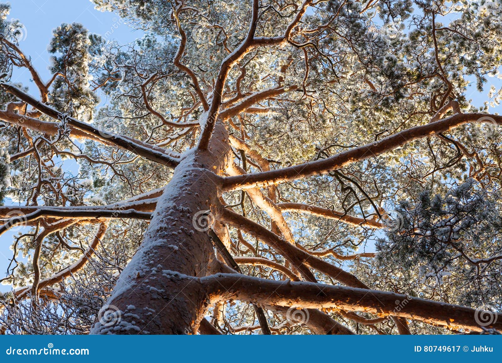 Snow Covered Tree Perspective View Looking Up Stock Image - Image of ...