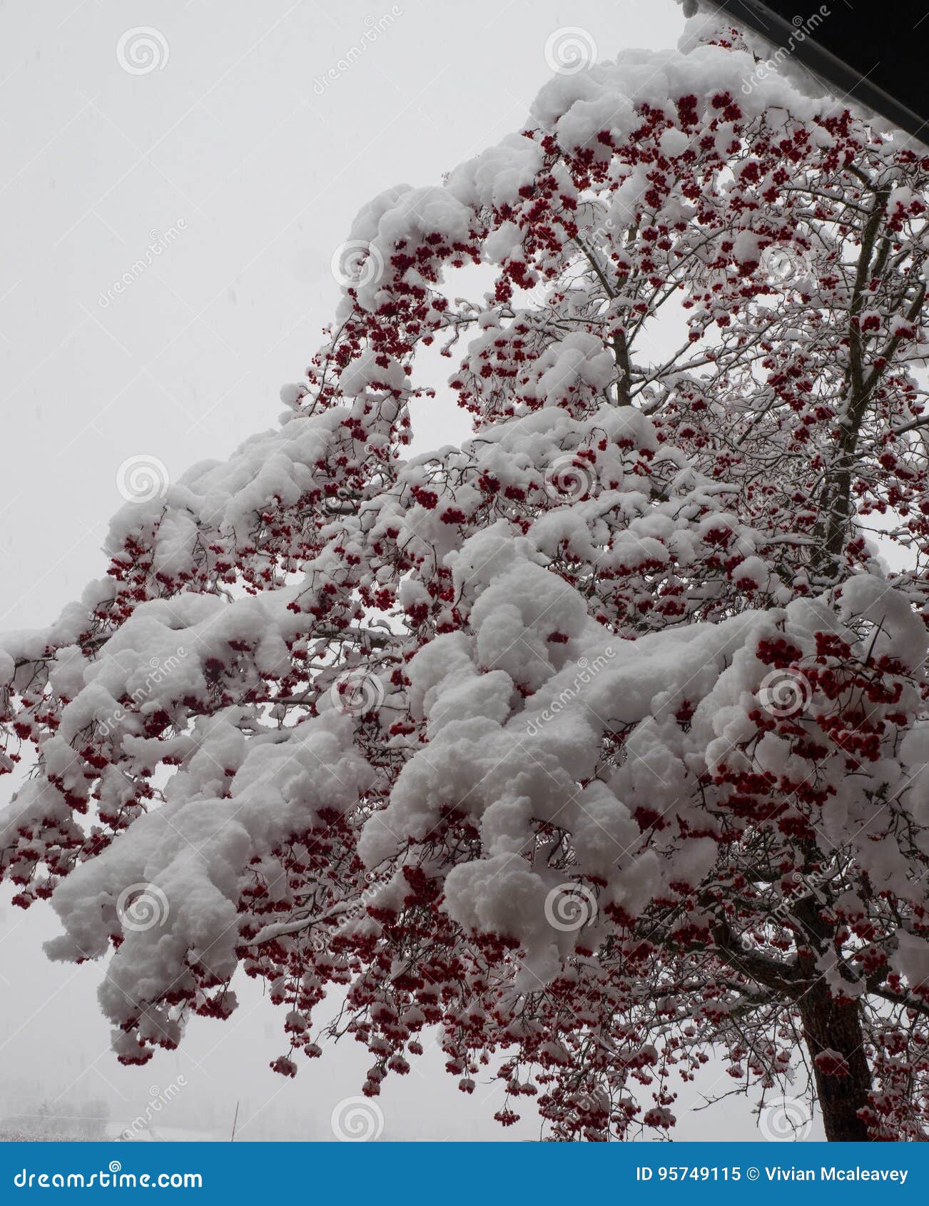Snow Covered Tree with Red Berries Stock Image - Image of seasonal ...