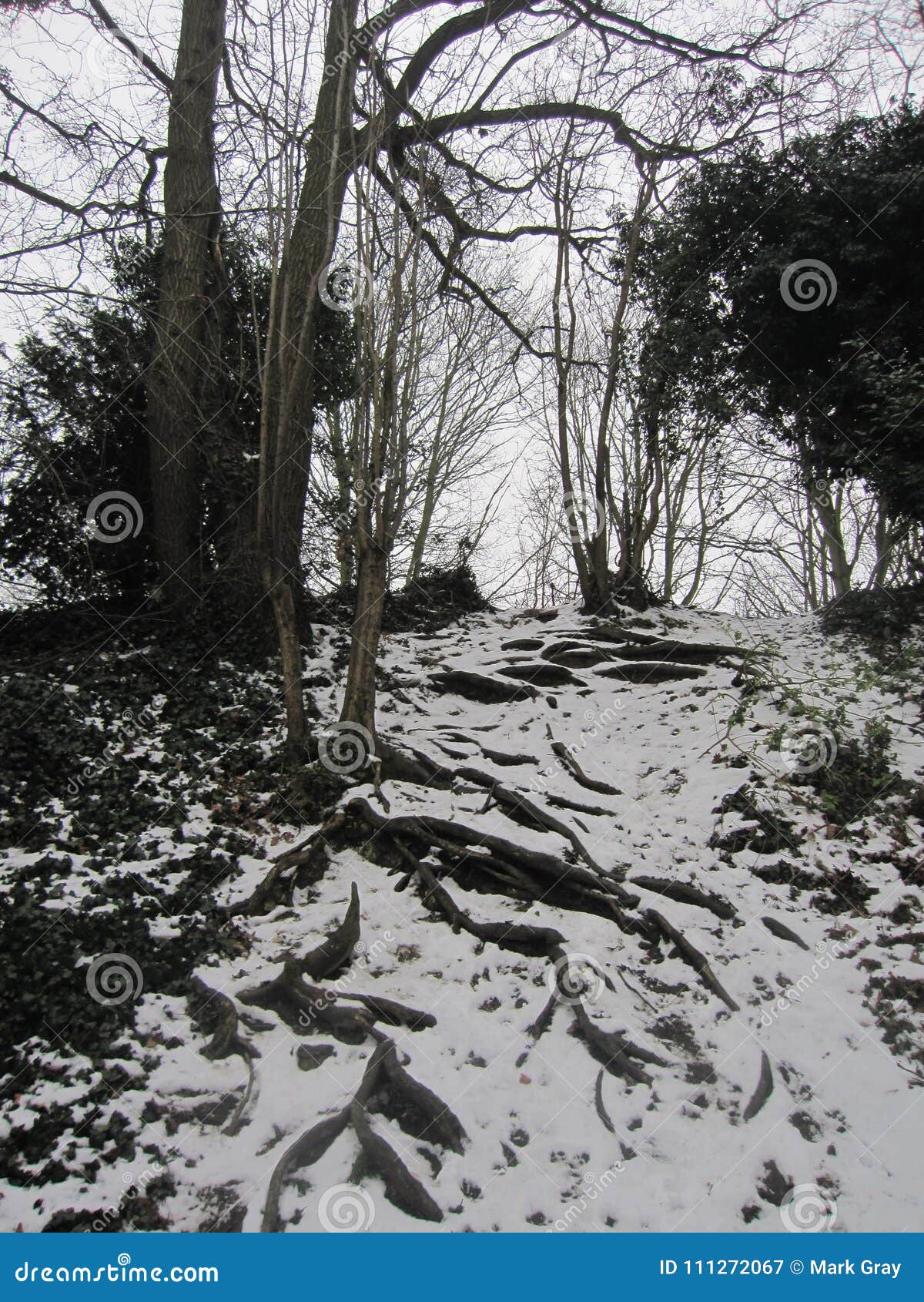 Cold Tree Roots stock image. Image of winter, snow, roots - 111272067