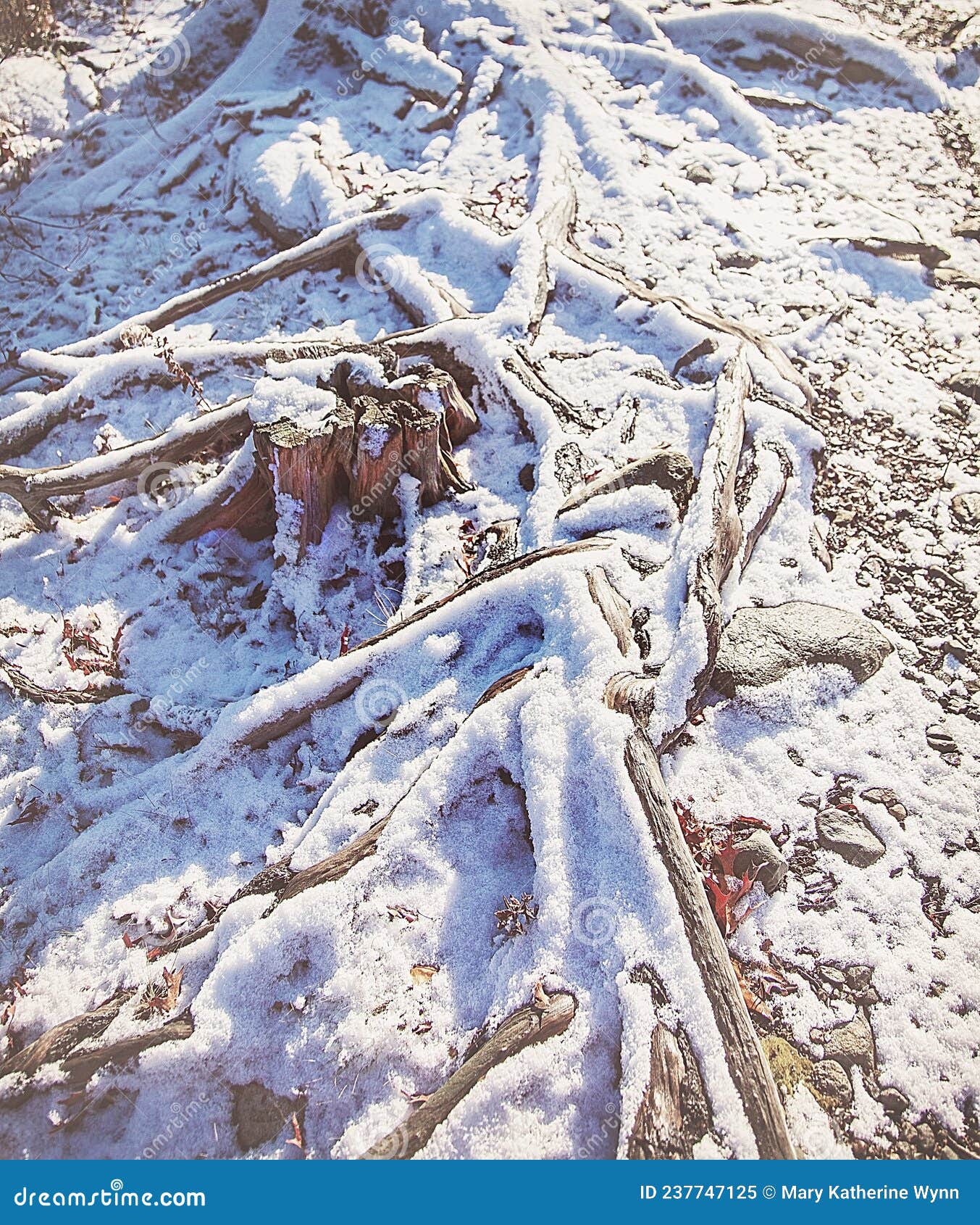 Snow covered tree roots stock image. Image of covered - 237747125