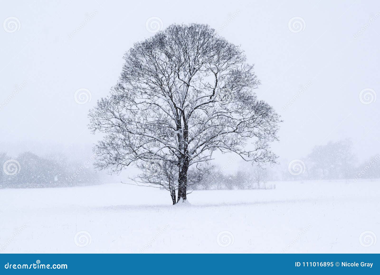 Snow Covered Tree in a Field Stock Image - Image of cold, countryside ...