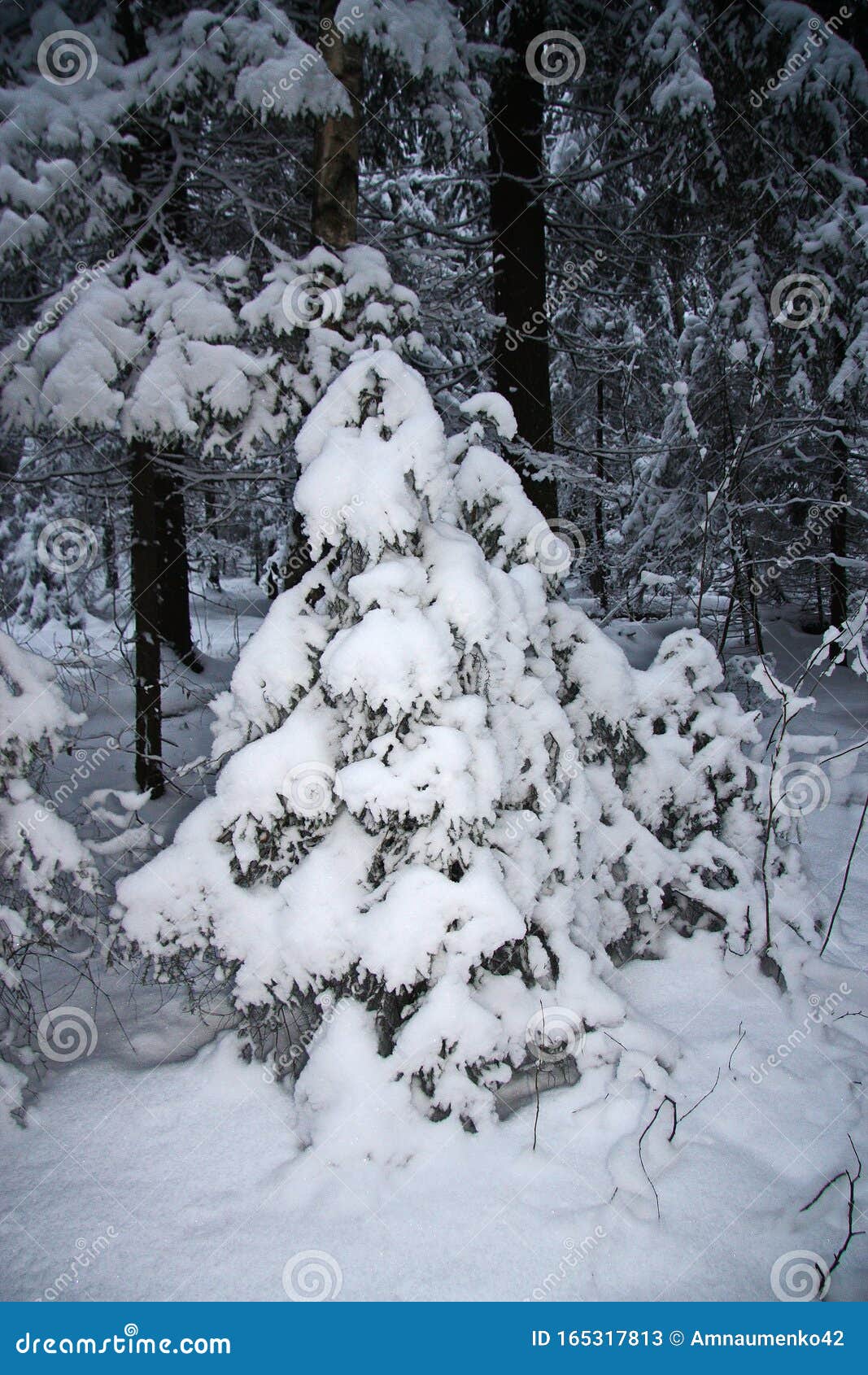 Snow-covered Tree Sparkles in the Moonlight Stock Image - Image of ...