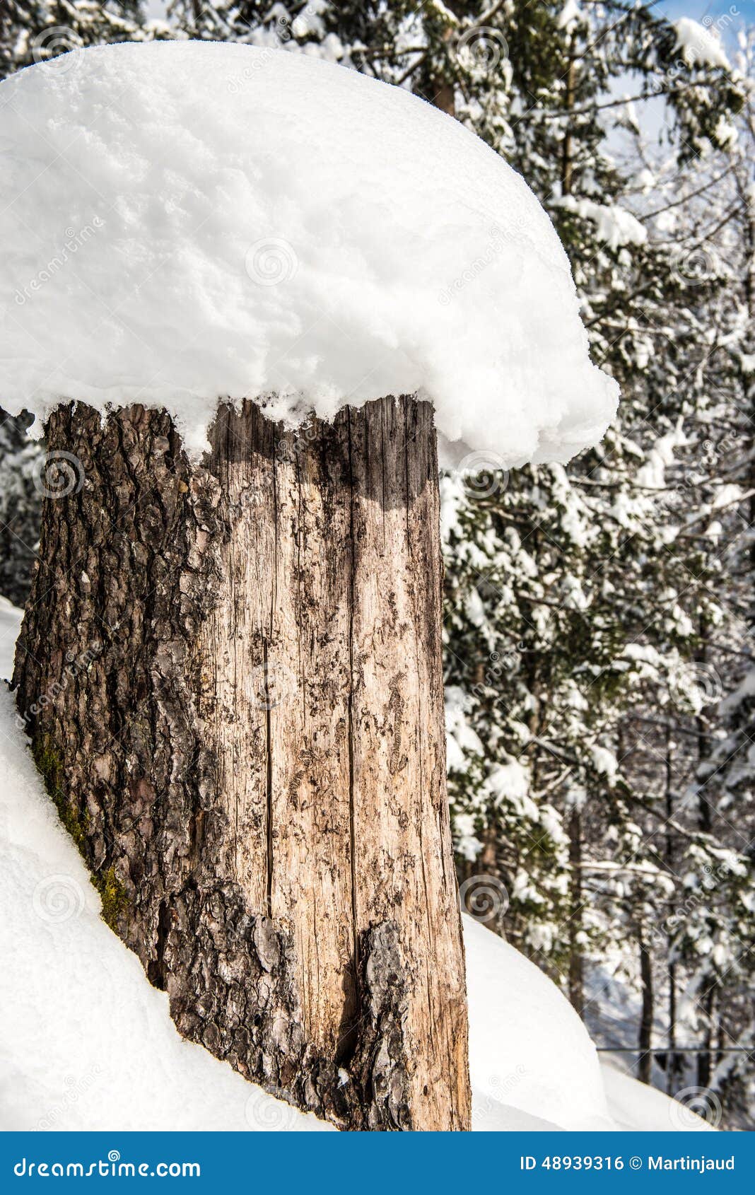 Snow Covered Tree Trunk in Winter Stock Photo - Image of snow, tree ...