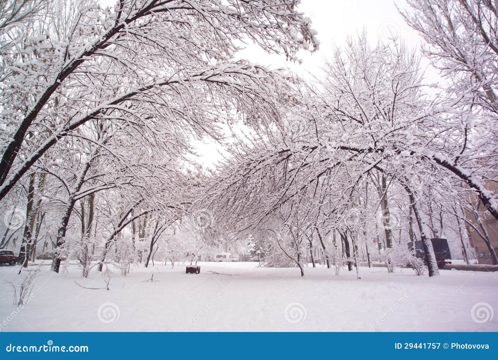 Snow Covered Tree Trunk in Winter Park Stock Image - Image of falls ...