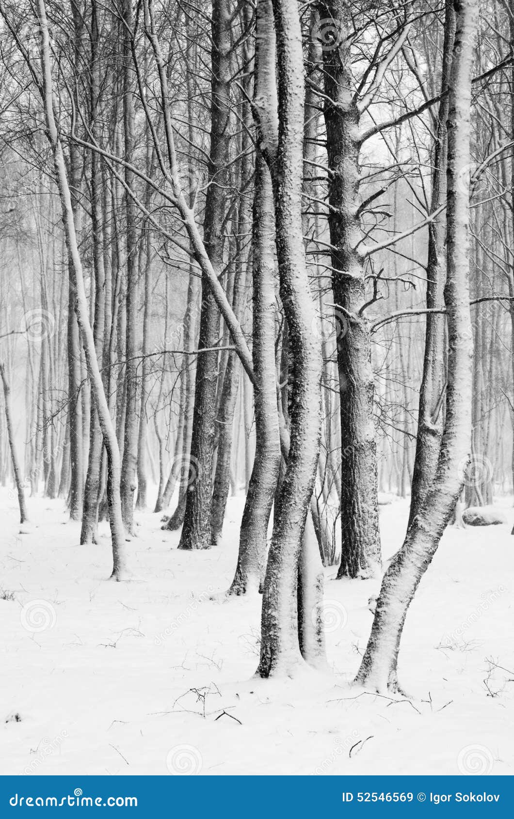 Snow covered tree trunks stock image. Image of tree, scenic - 52546569