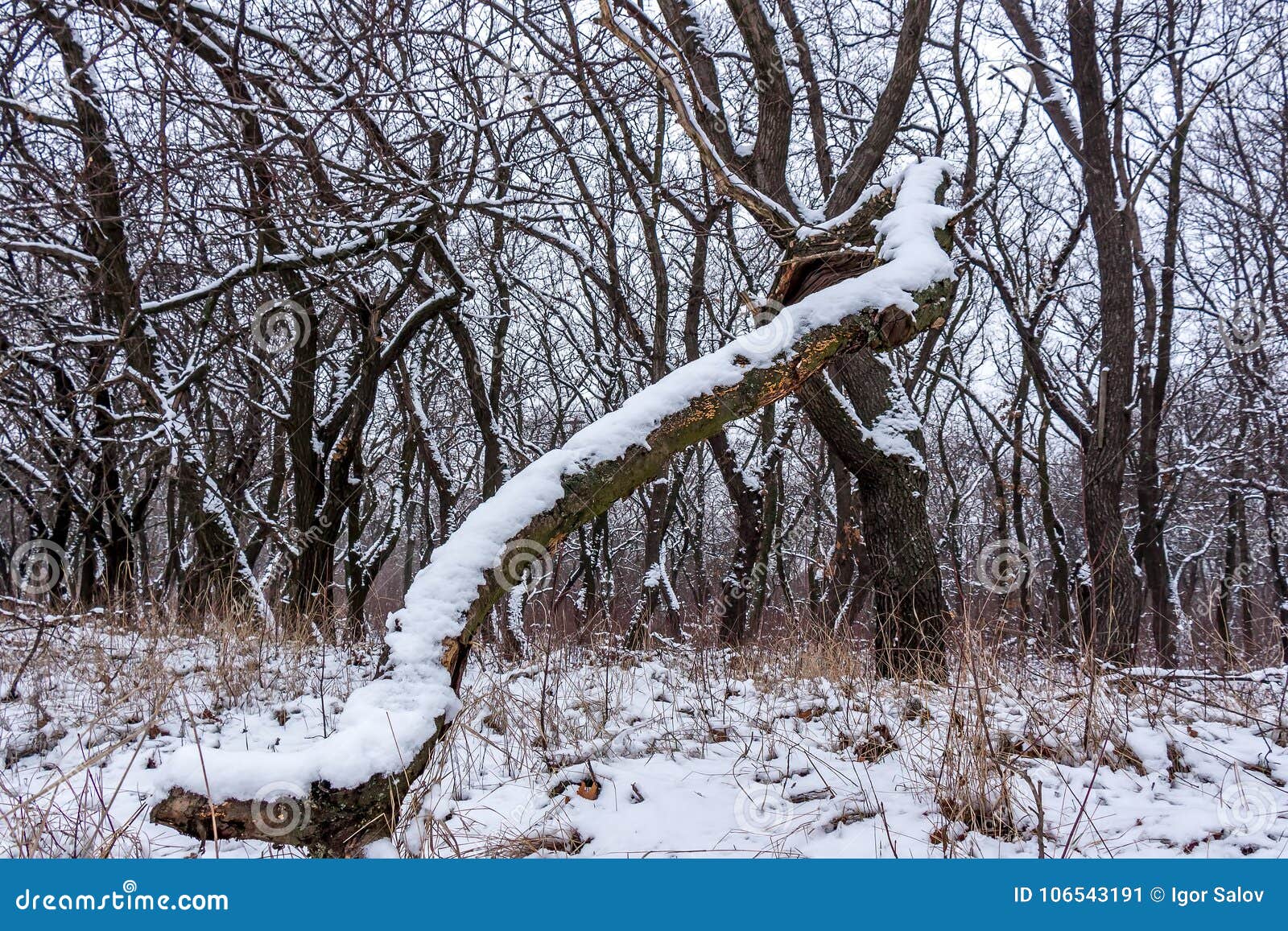 Snow-covered Tree Trunks in the Forest Stock Image - Image of frozen ...