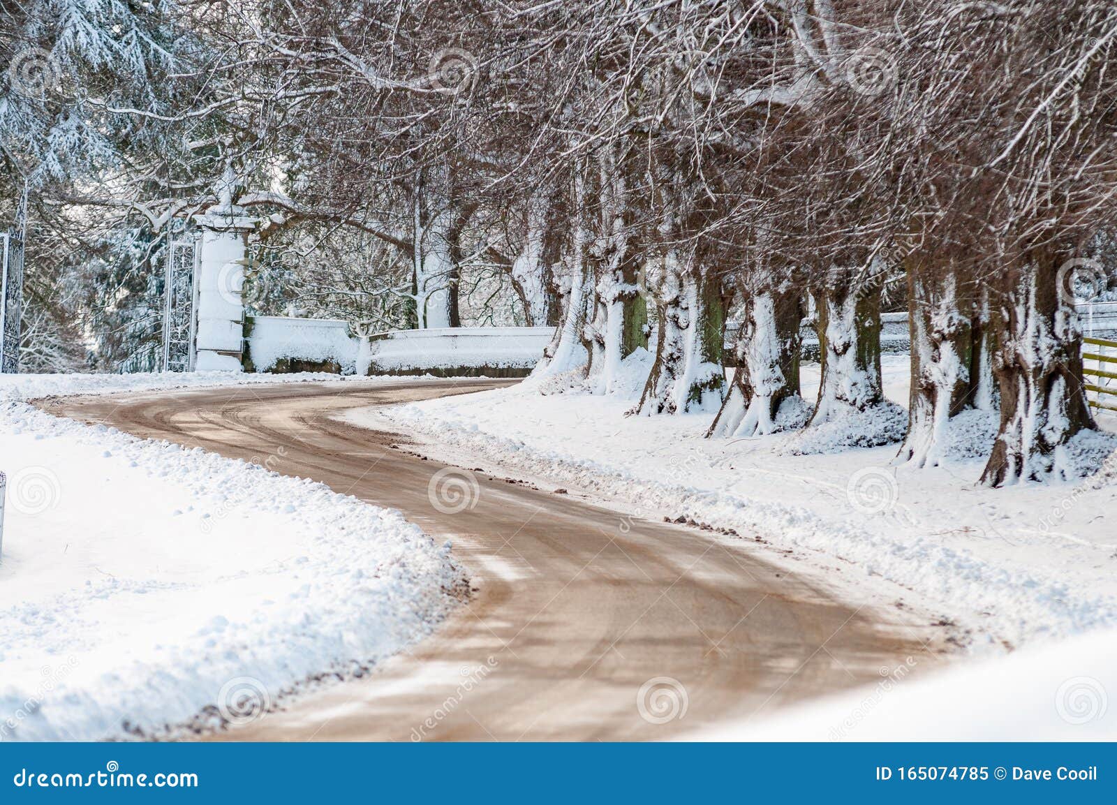 Snow Covered Tree Trunks Lining an S Shaped Bend in a Road Stock Image ...