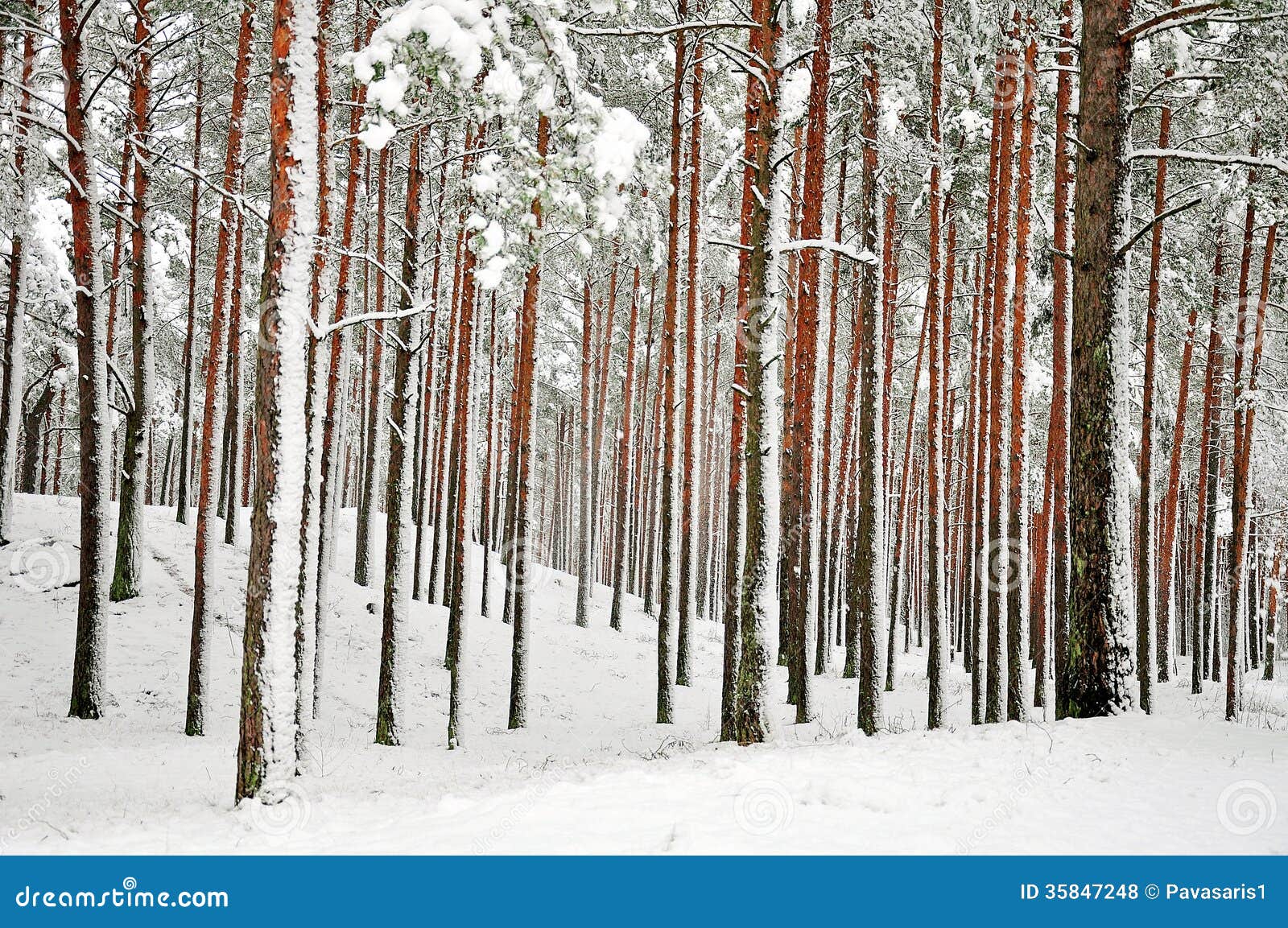 Snow-covered tree trunks stock photo. Image of panorama - 35847248