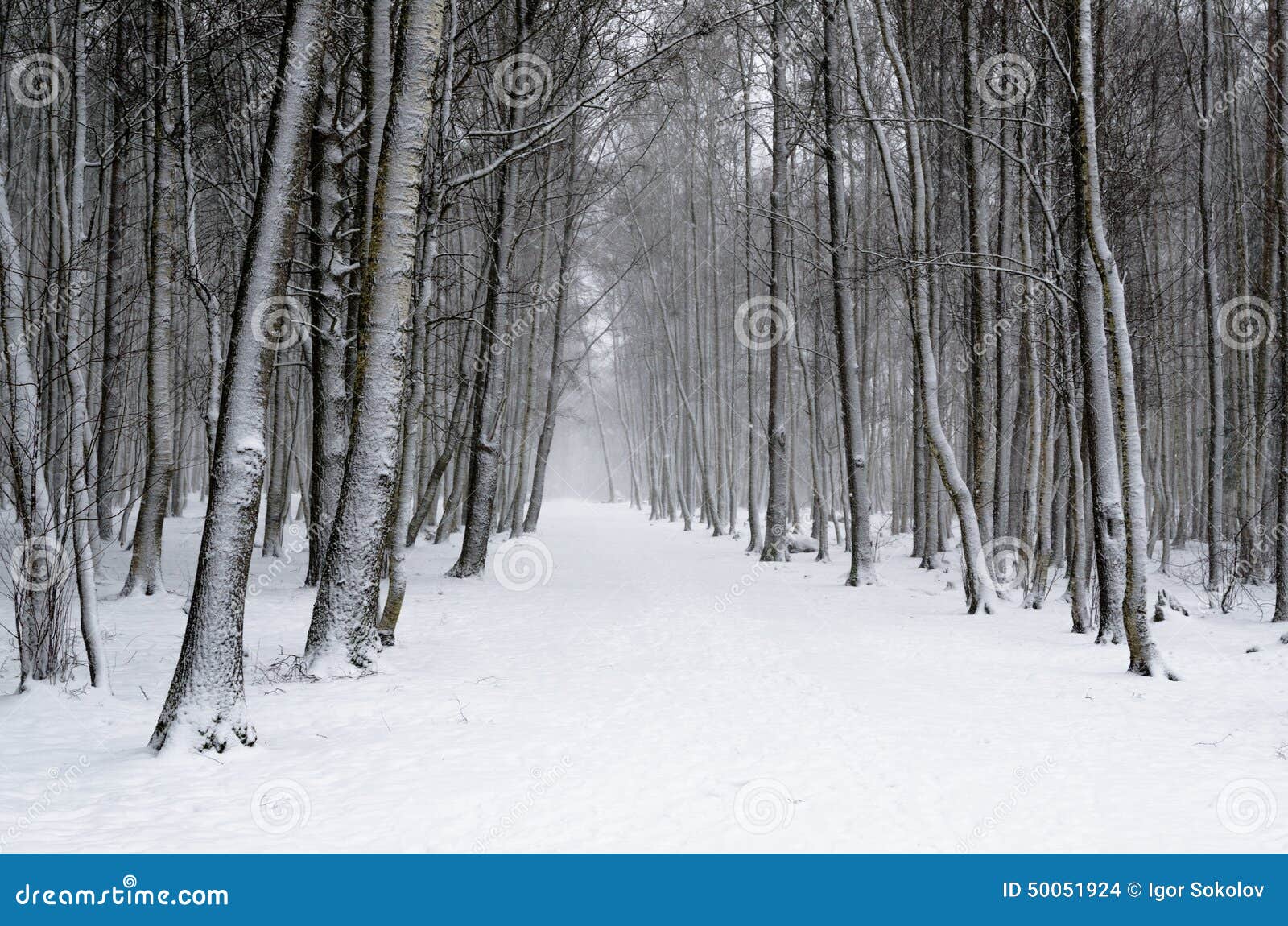 Snow covered tree trunks stock photo. Image of snow, closeup - 50051924