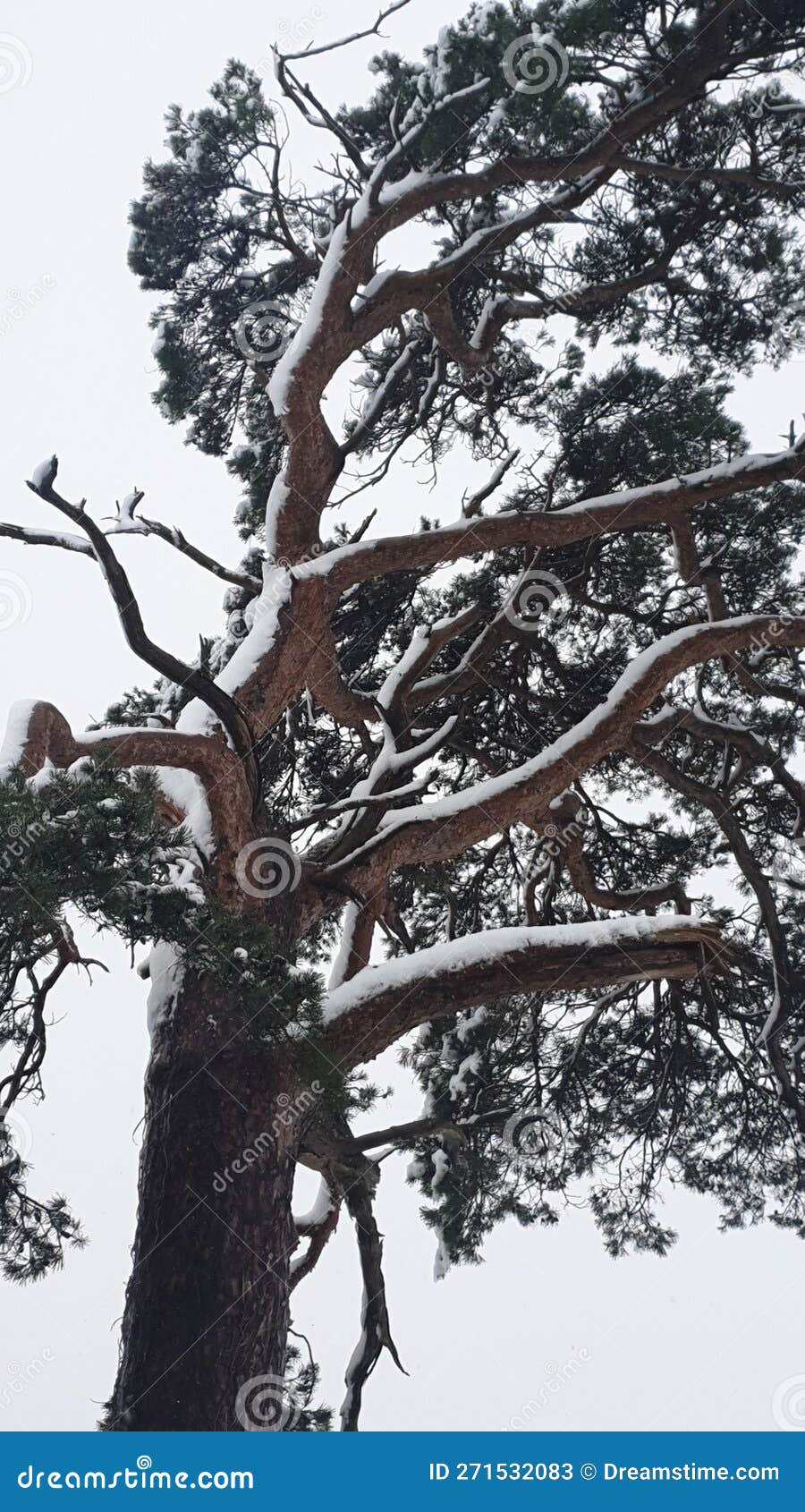 A Snow Covered Tree in Winter Bent by the Wind Stock Image - Image of ...