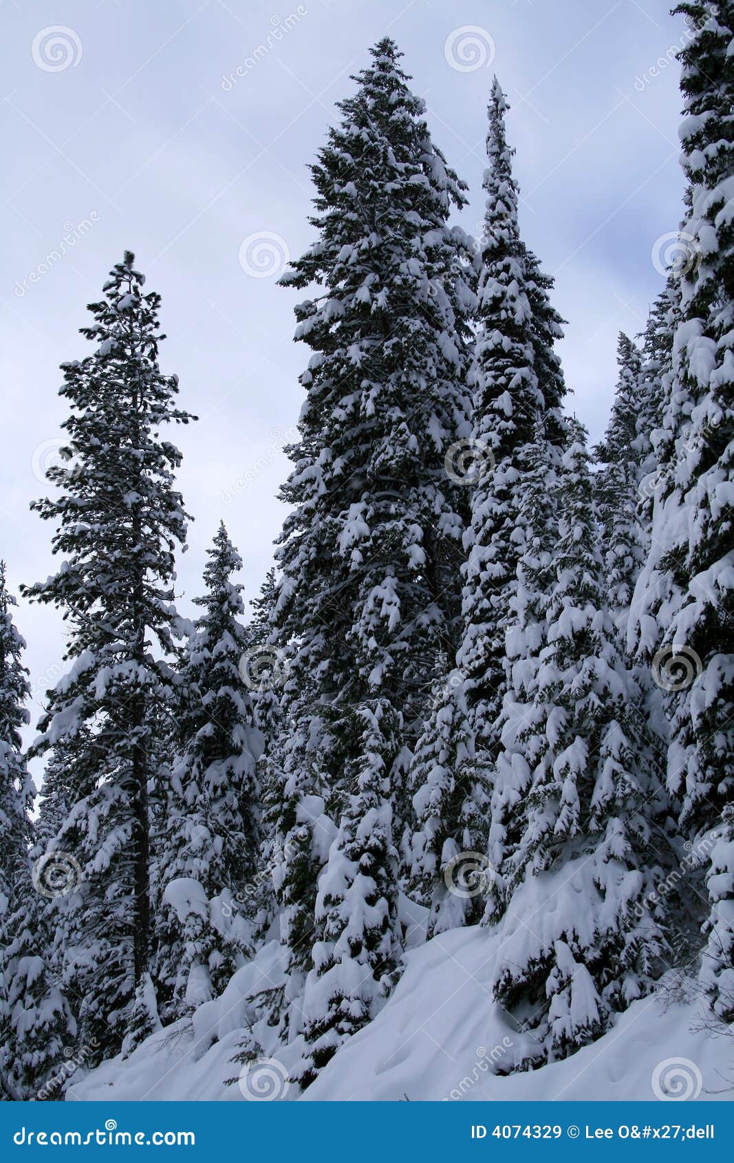 Snow Covered Trees 12 stock image. Image of atmosphere - 4074329