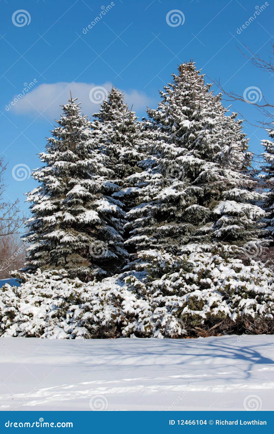 Snow Covered Trees stock photo. Image of park, nature - 12466104