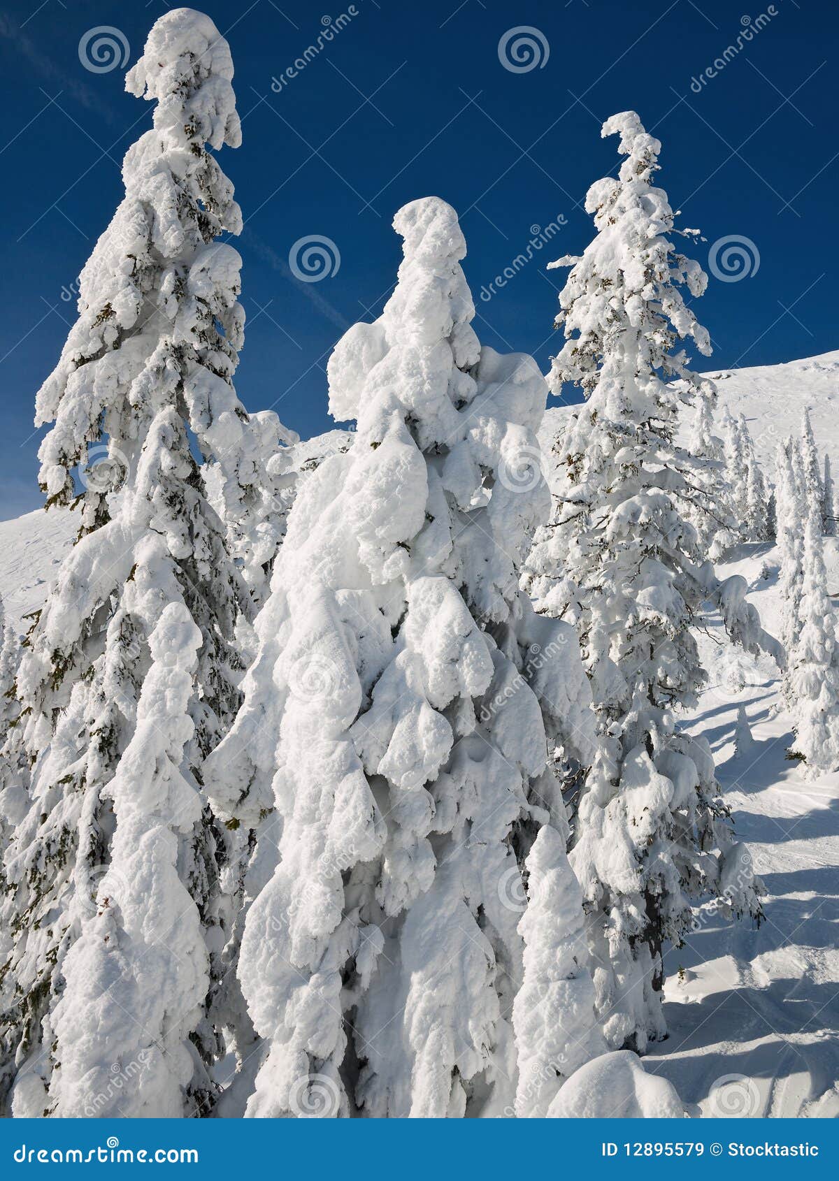 Snow covered trees stock image. Image of nature, skiing - 12895579