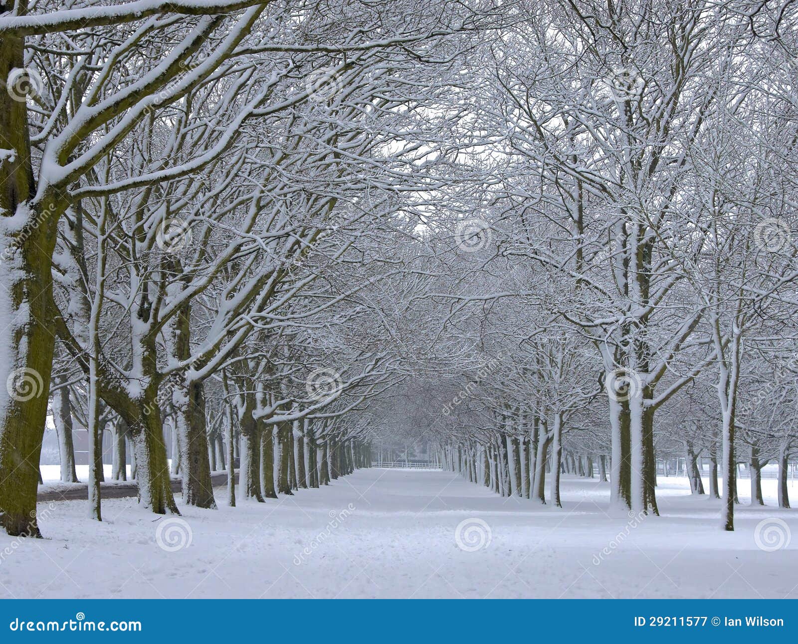 Snow Covered Trees stock image. Image of park, light - 29211577