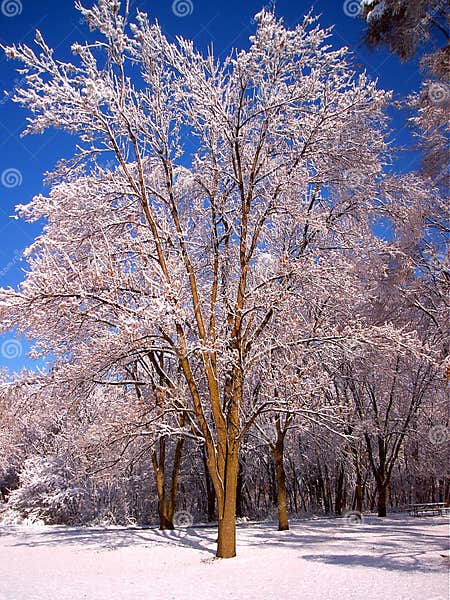 Snow covered trees 3 stock photo. Image of winter, nature - 3636462