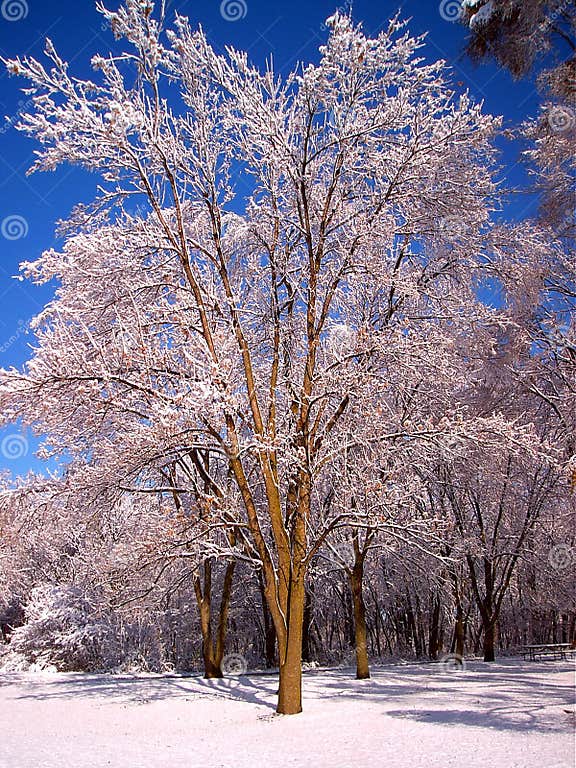 Snow covered trees 3 stock photo. Image of winter, nature - 3636462