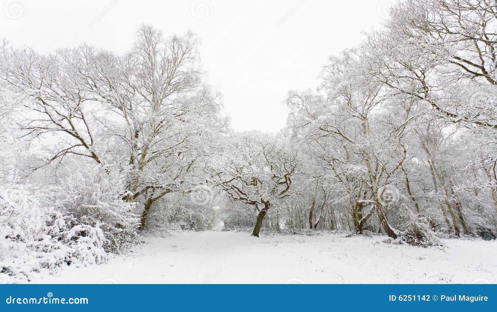 Snow covered trees stock photo. Image of rustic, bleak - 6251142