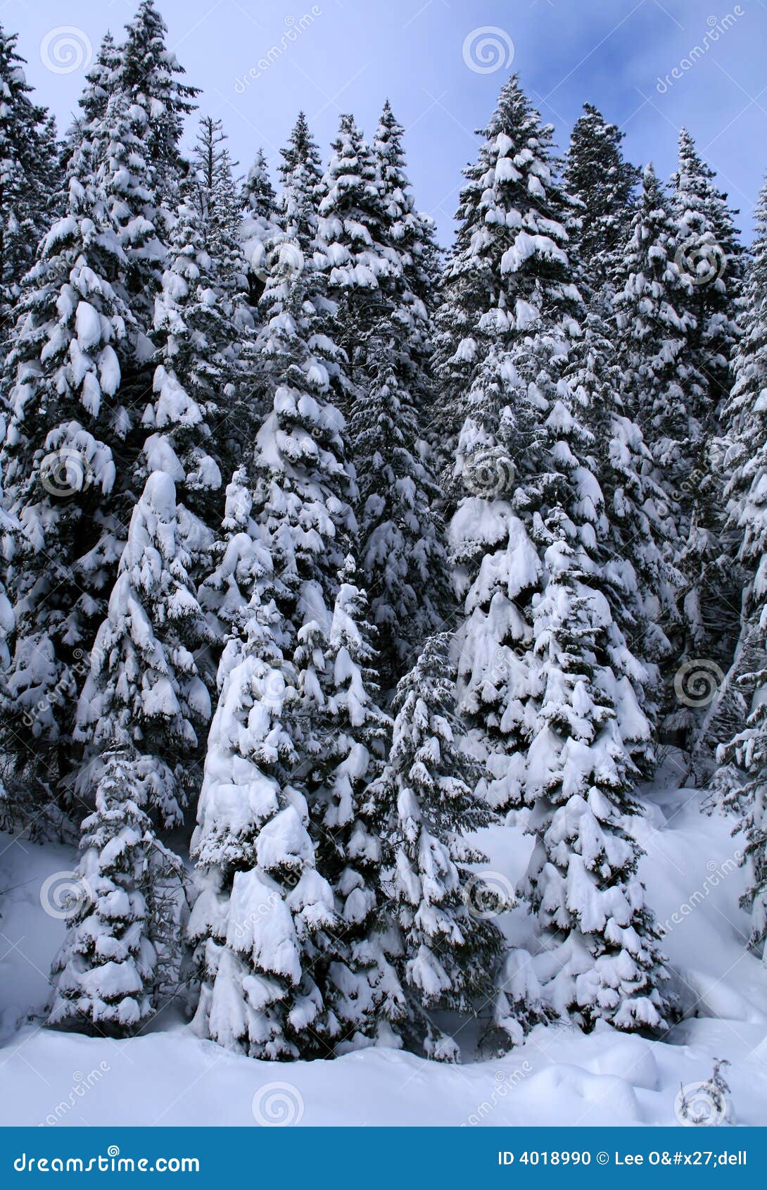 Snow Covered Trees 8 stock photo. Image of wilderness - 4018990