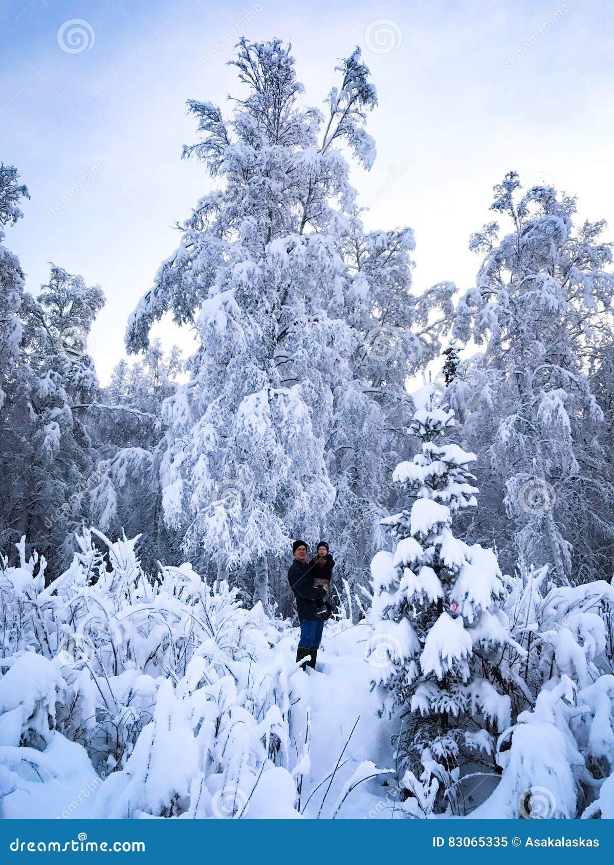Snow Covered Trees in Alaska during Winter Stock Image - Image of ...