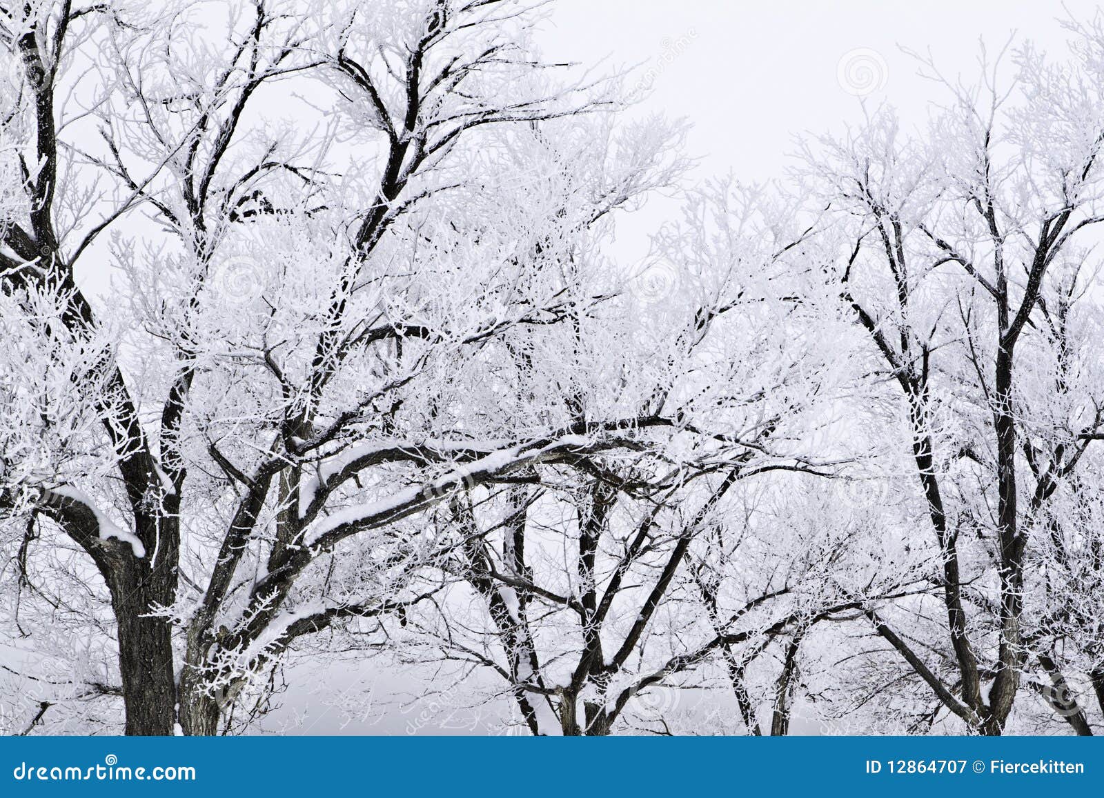 Snow Covered Trees with Approaching Storm Stock Image - Image of cold ...