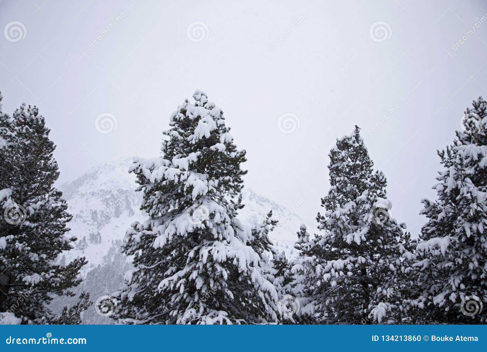 Snow Covered Trees in the Austrian Alps Mountains. Stock Photo - Image ...