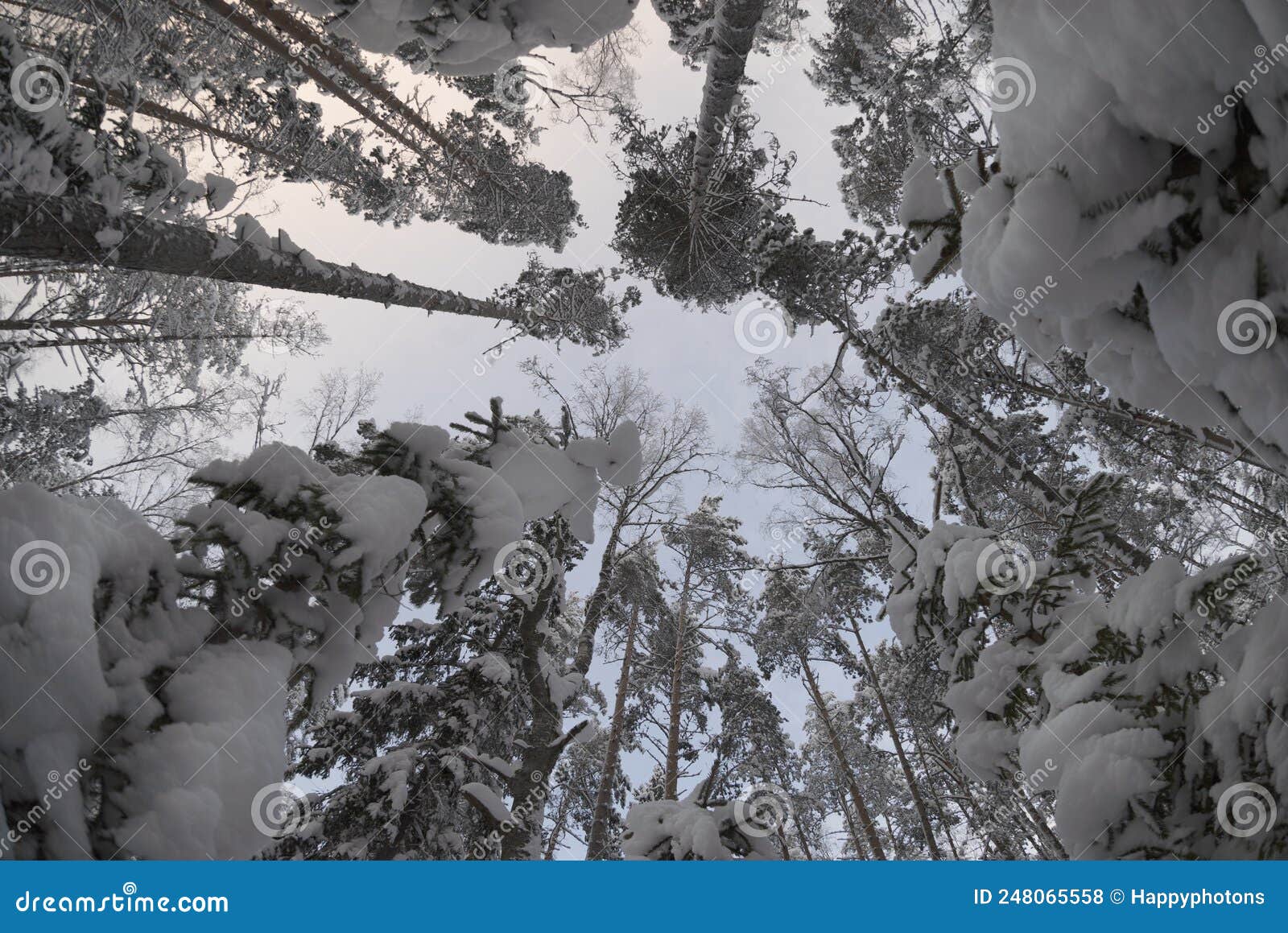 Snow Covered Trees. Bottom View Stock Photo - Image of season, people ...