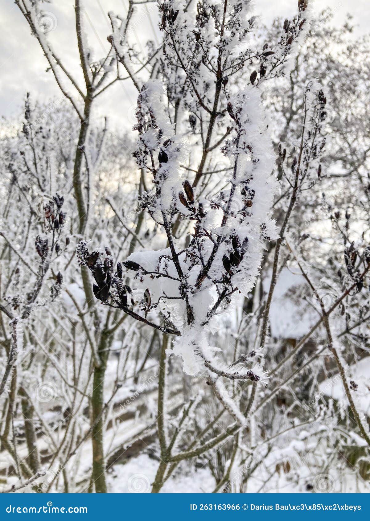 Snow Covered Trees Branches in the Park Stock Photo - Image of white ...