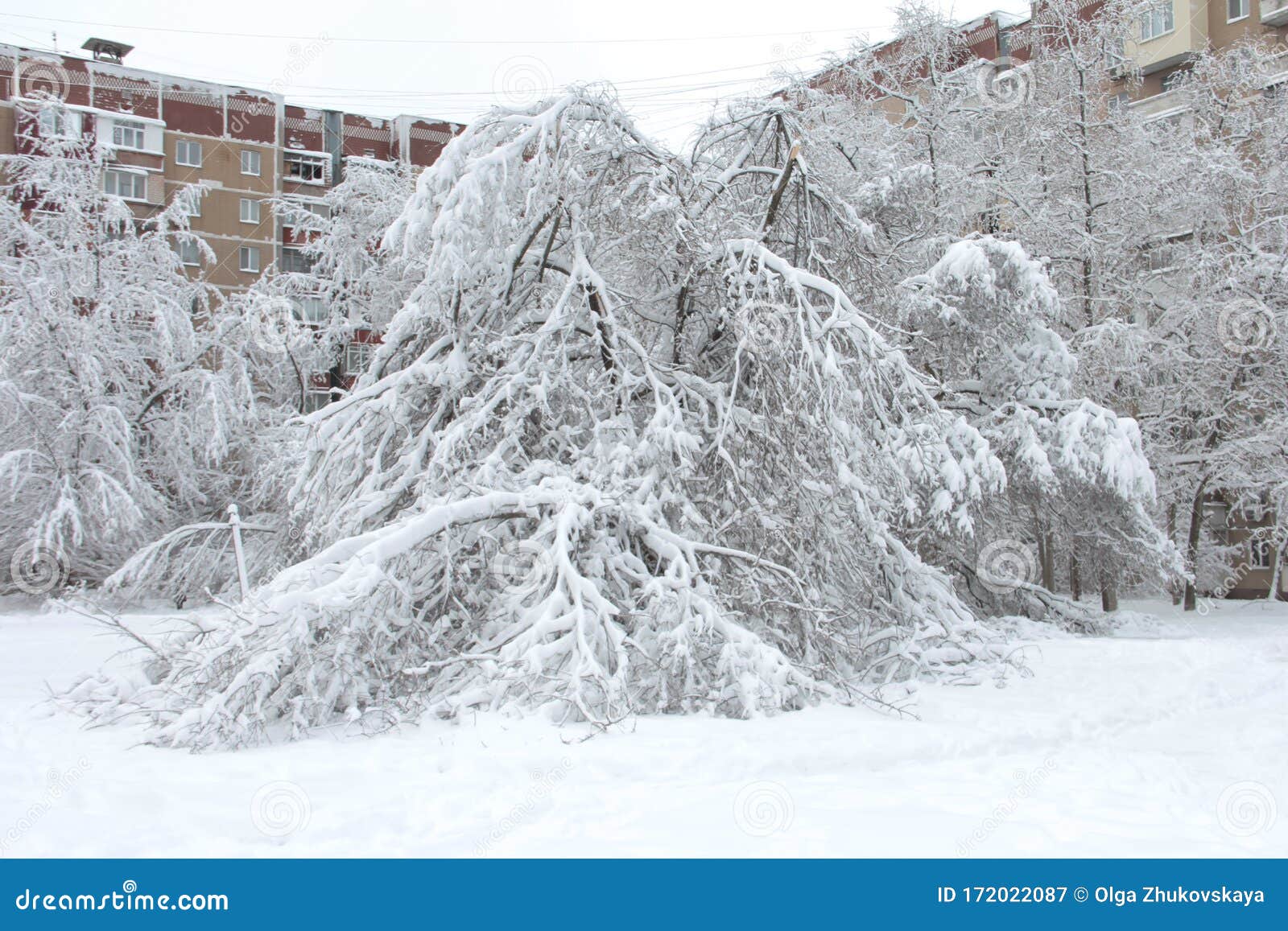 Snow-covered Trees. Broken Tree from the Snow Stock Image - Image of ...