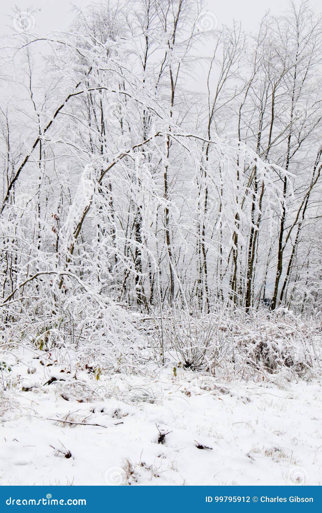 Snow covered trees stock photo. Image of plants, winter - 99795912