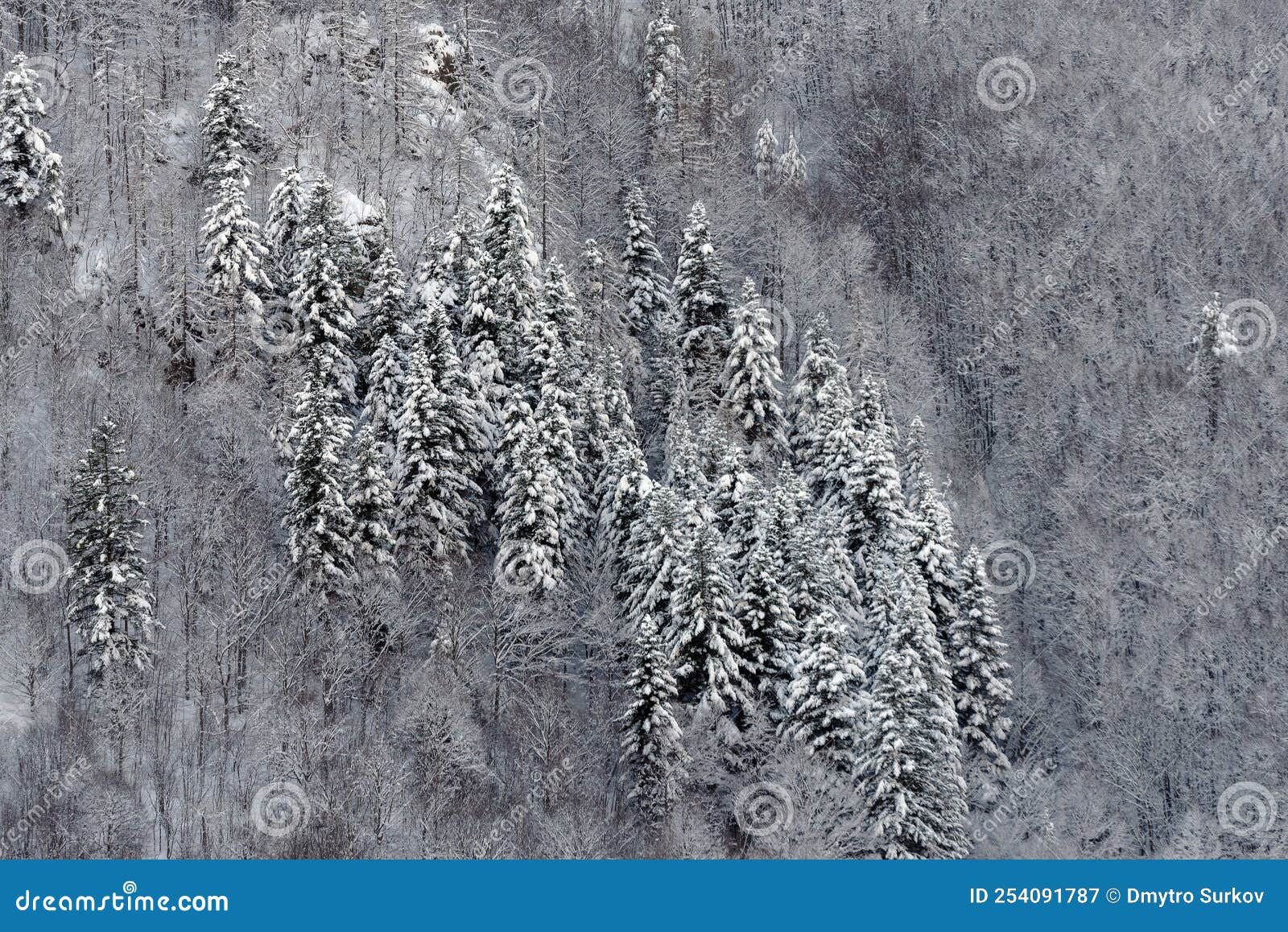 Snow covered trees stock image. Image of covering, corner - 254091787