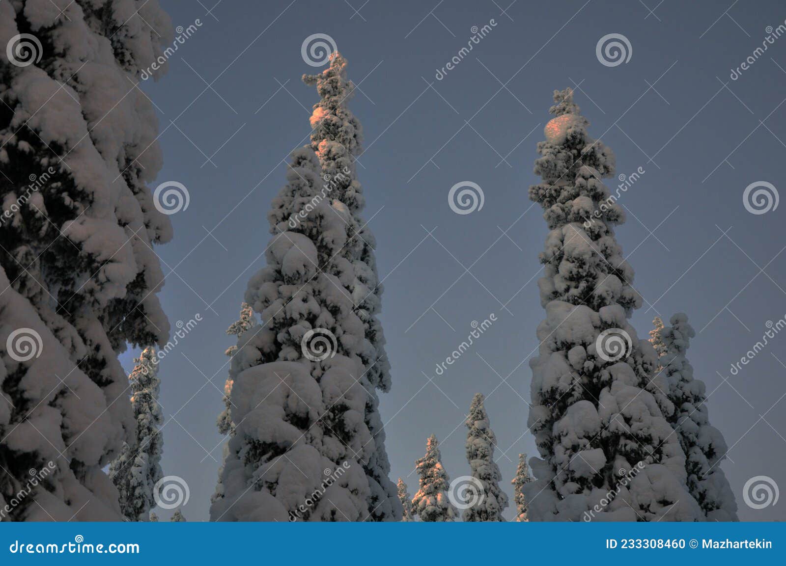 Snow Covered Trees in Finnish Lapland Stock Photo - Image of covered ...