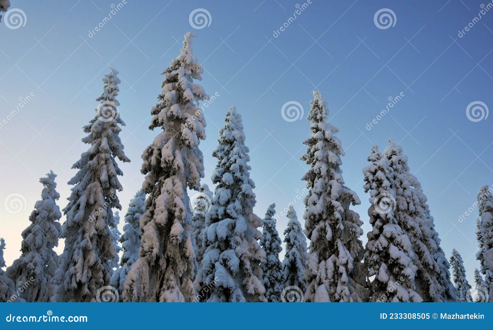 Snow Covered Trees in Finnish Lapland Stock Image - Image of trees ...