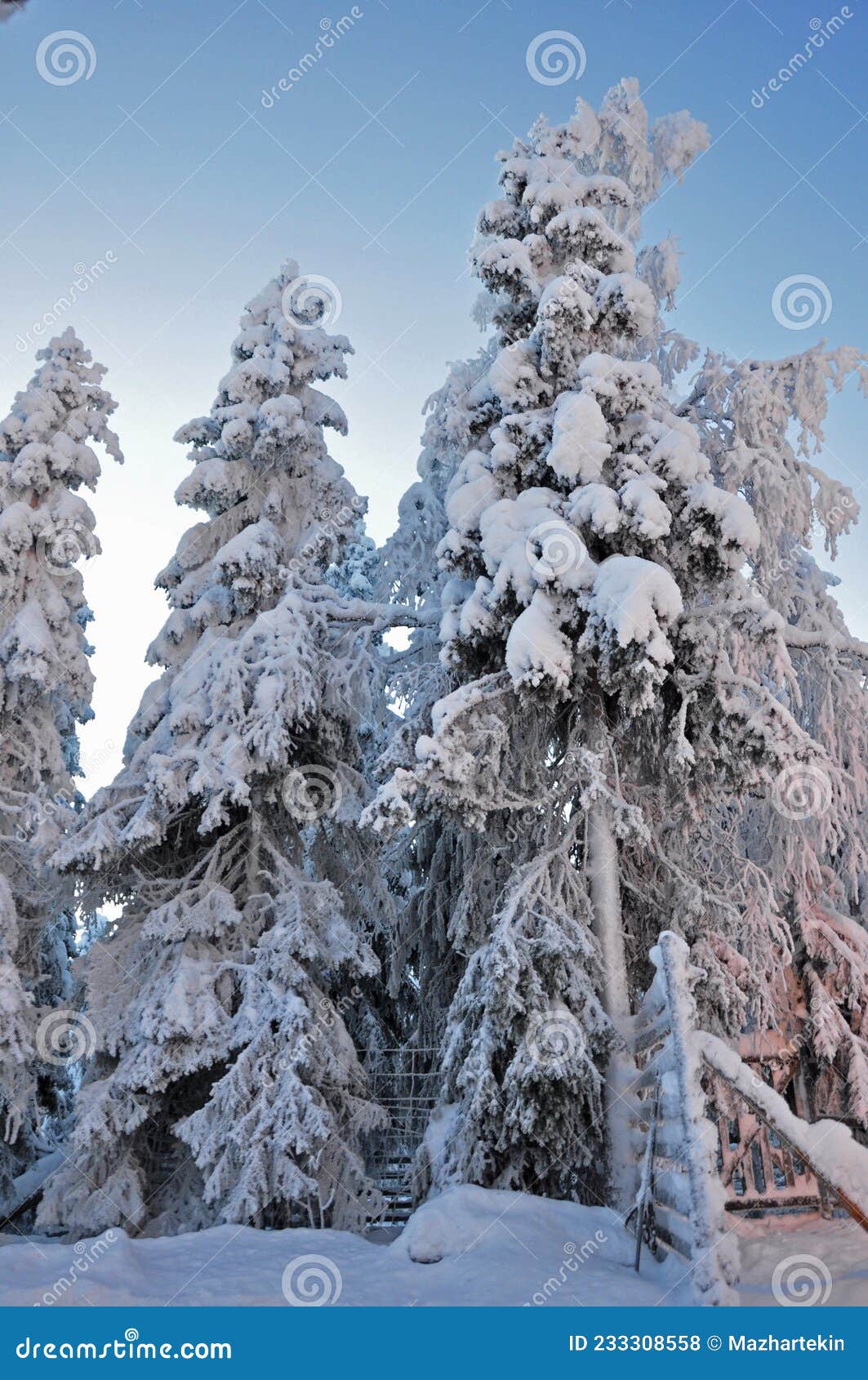 Snow Covered Trees in Finnish Lapland Stock Photo - Image of lapland ...