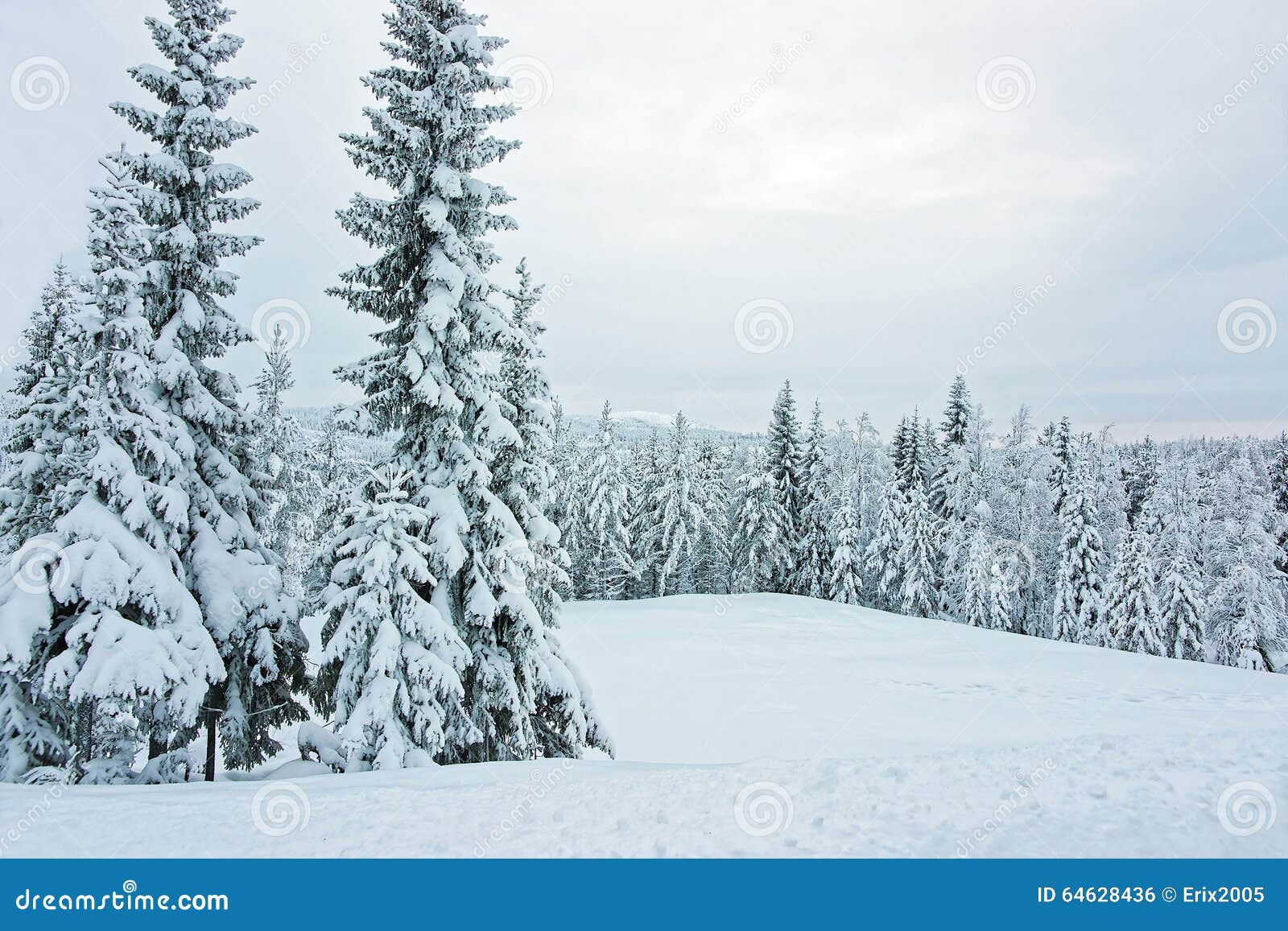 Snow Covered Trees at the Foreground and a Panoramic View of for Stock ...
