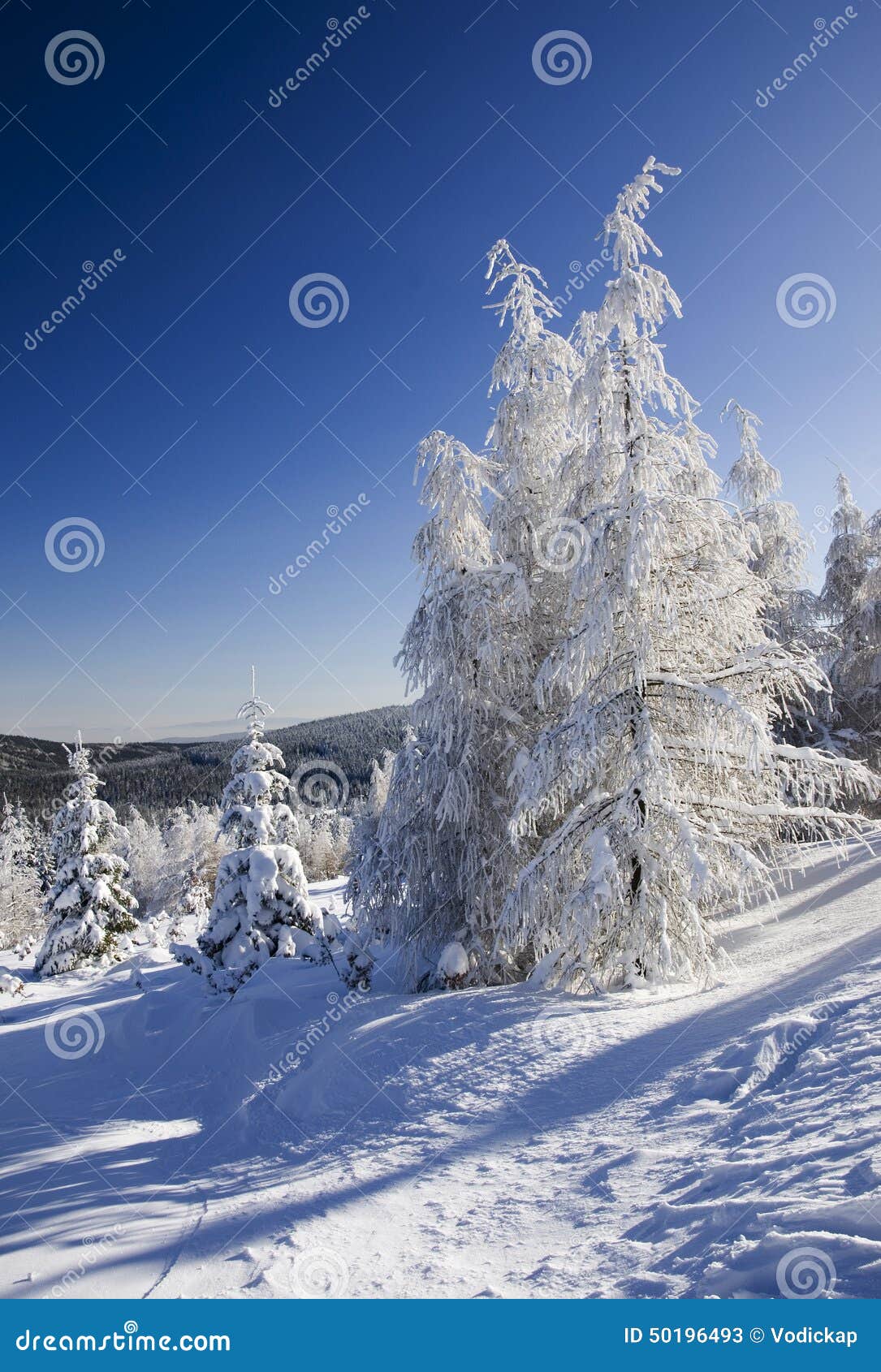 Snow covered trees stock image. Image of covered, freezy - 50196493