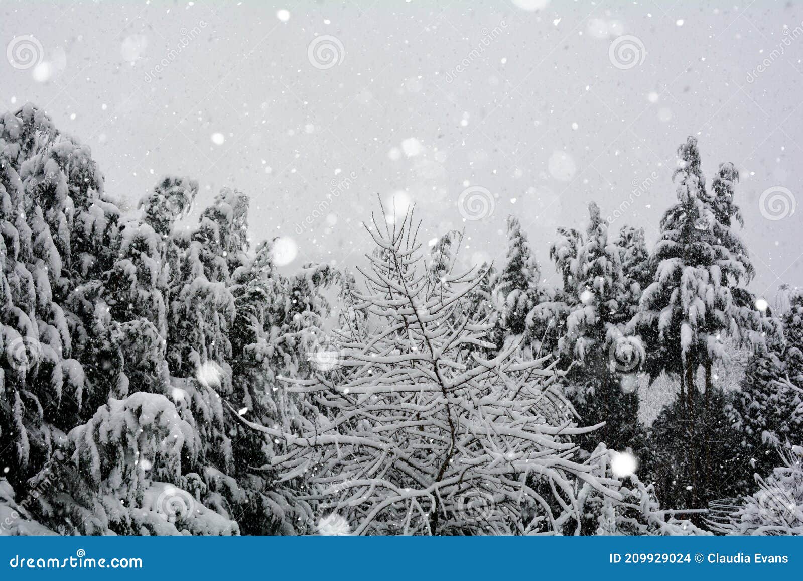 Snow-covered Trees in Heavy Snow Stock Photo - Image of snow, cold ...