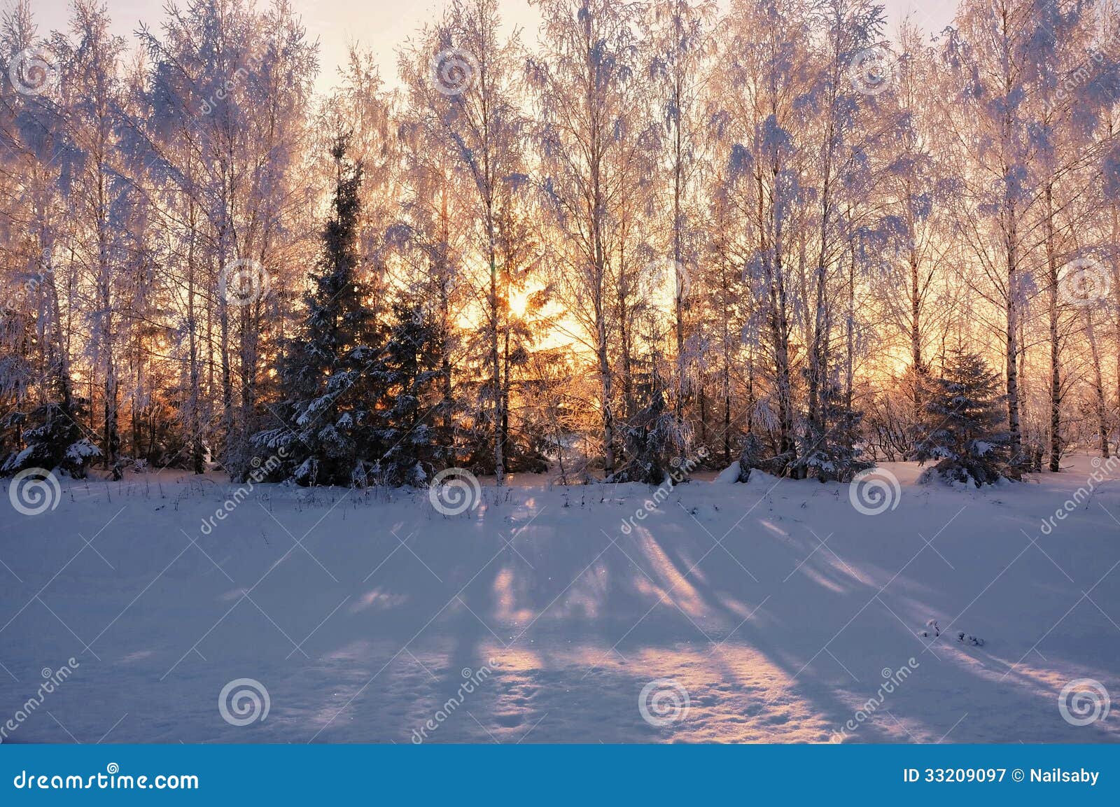Snow-covered Trees in the Light of the Sun Stock Image - Image of frost ...