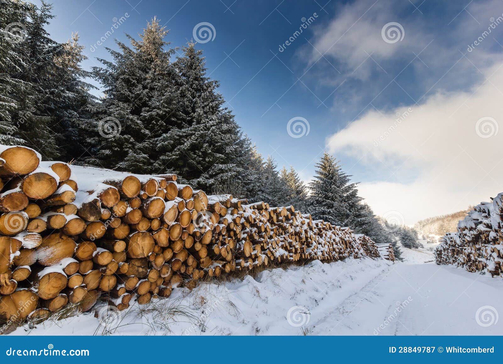 Snow Covered Trees and Logs Stock Image - Image of material, forest ...