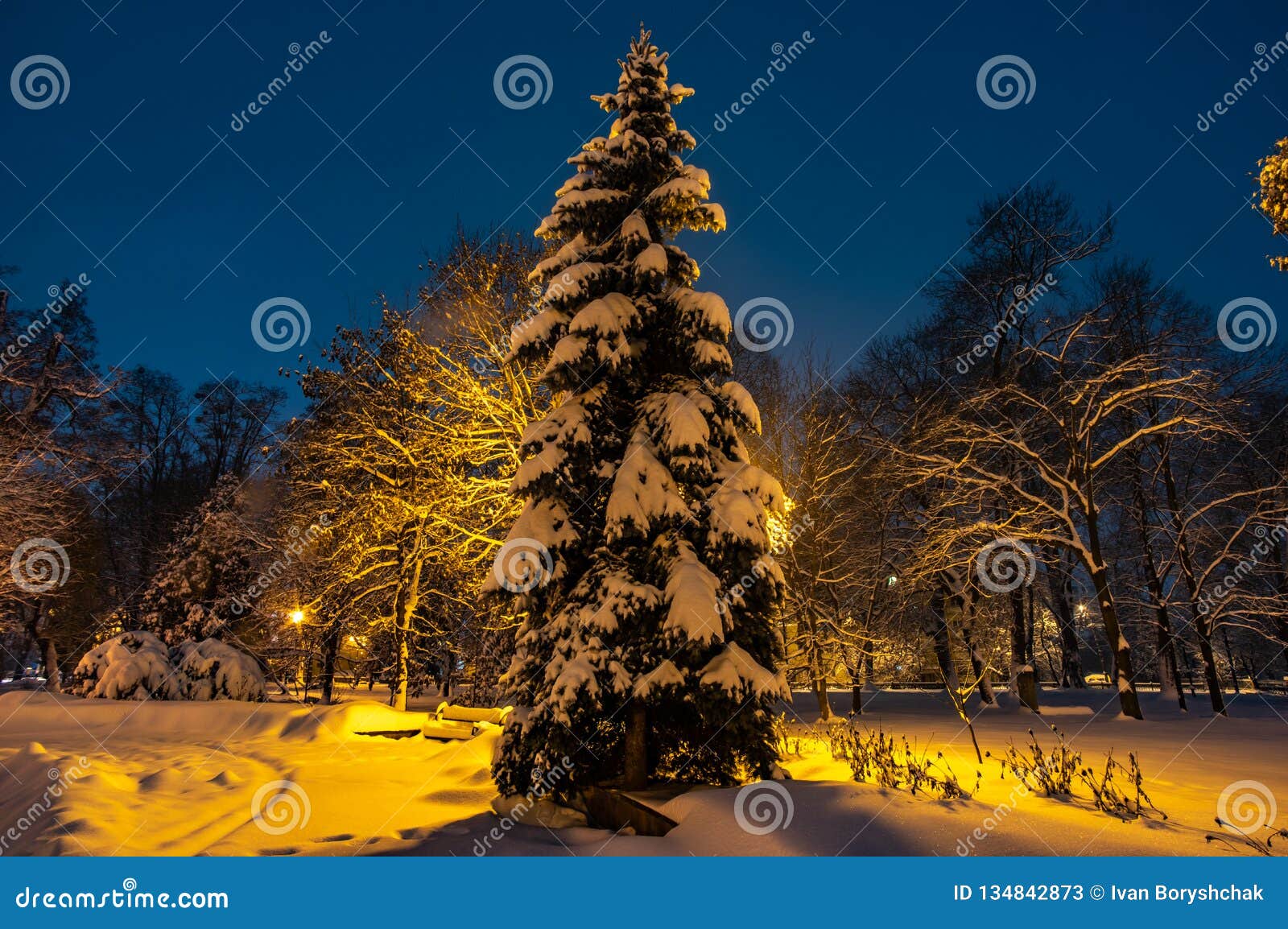 Snow Covered Trees at Night in a Park Stock Image - Image of lamp ...