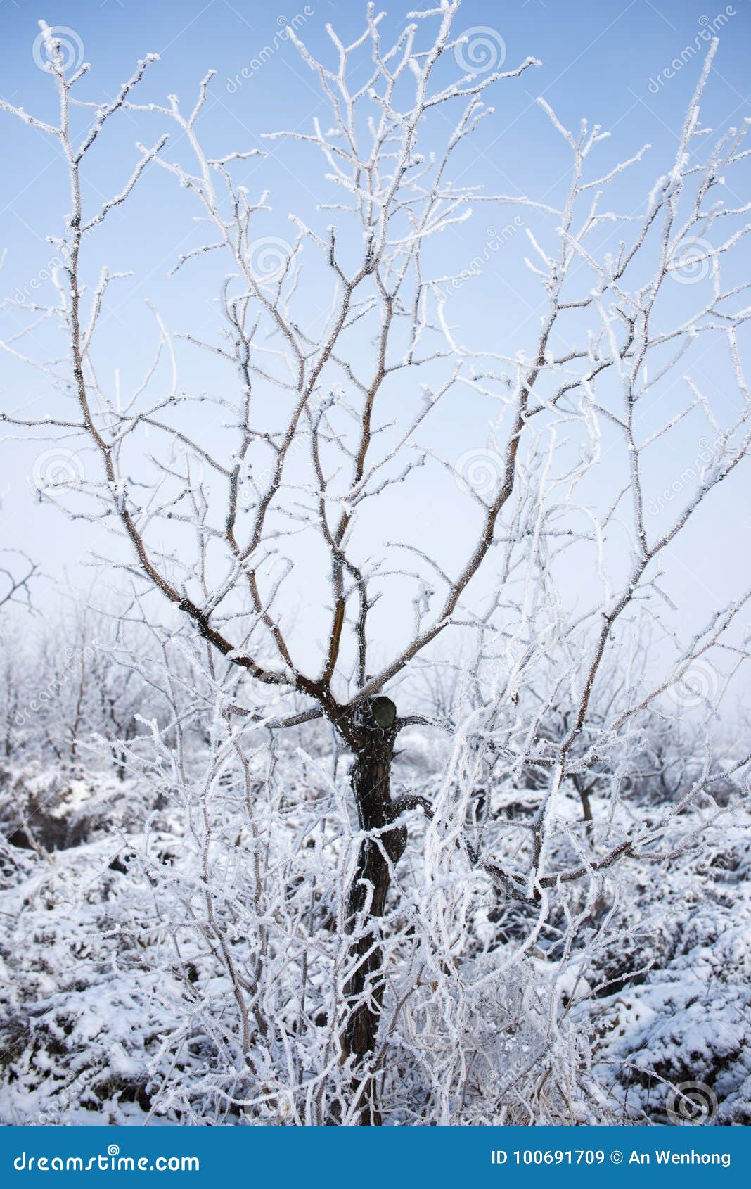 Beautifull trees in winter stock image. Image of clear - 100691709