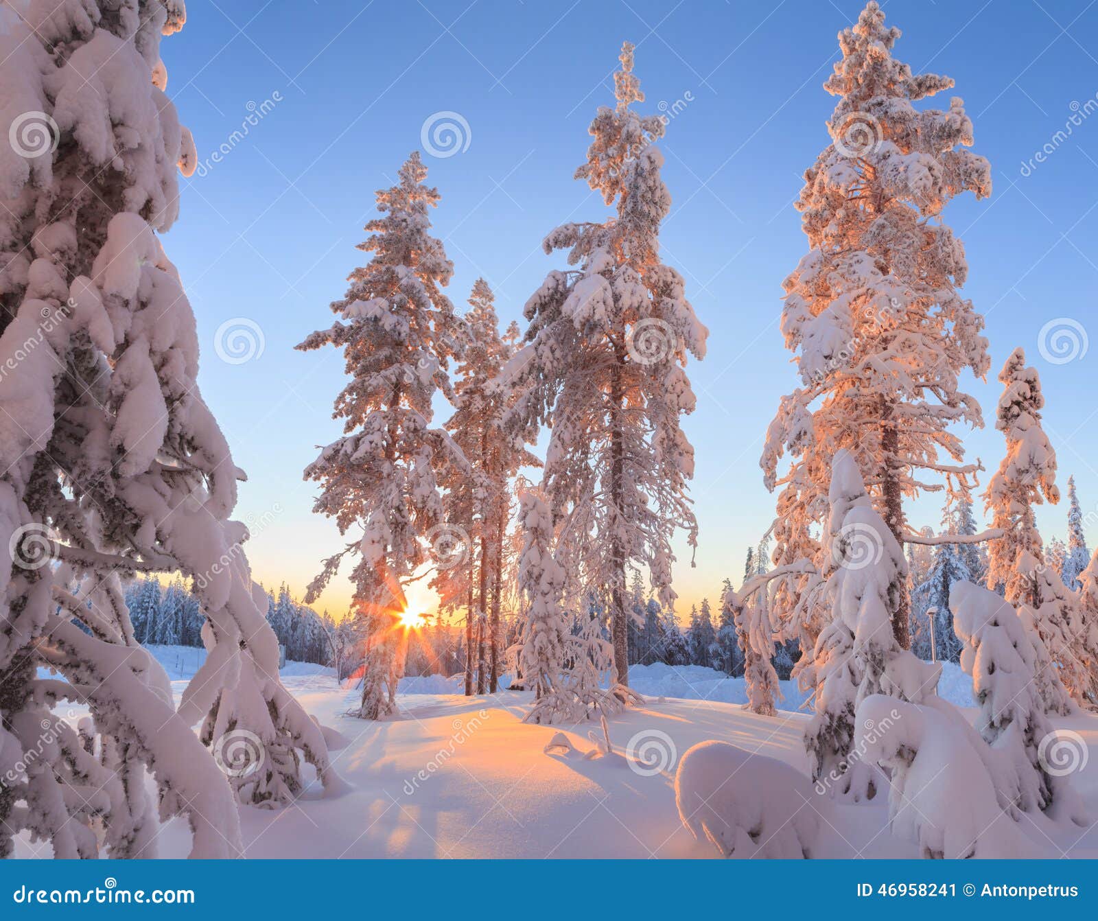 Snow-covered Trees in the Rays of the Rising Sun Stock Image - Image of ...