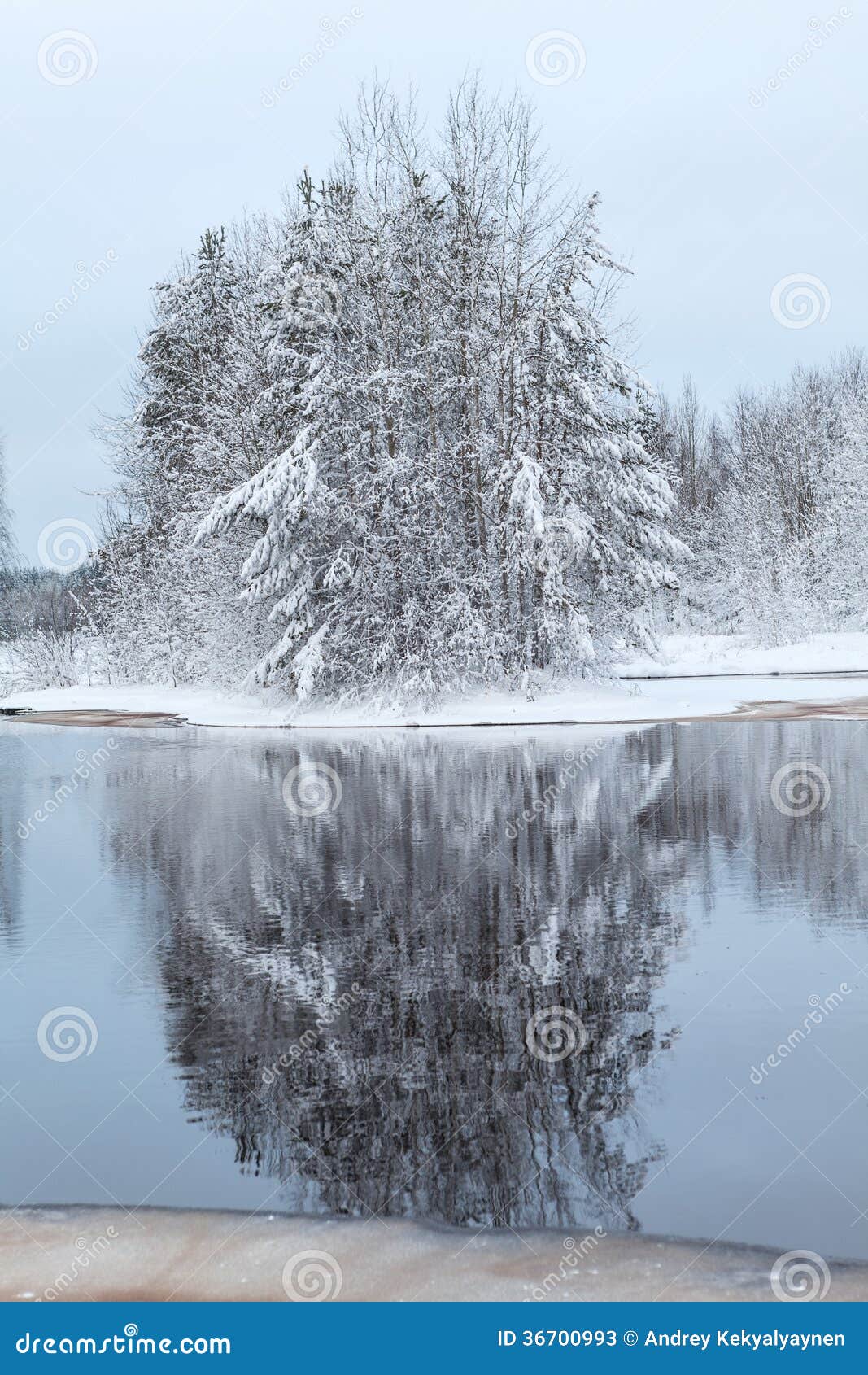 Snow-covered Trees Reflection in Lake Water at Winter Stock Image ...