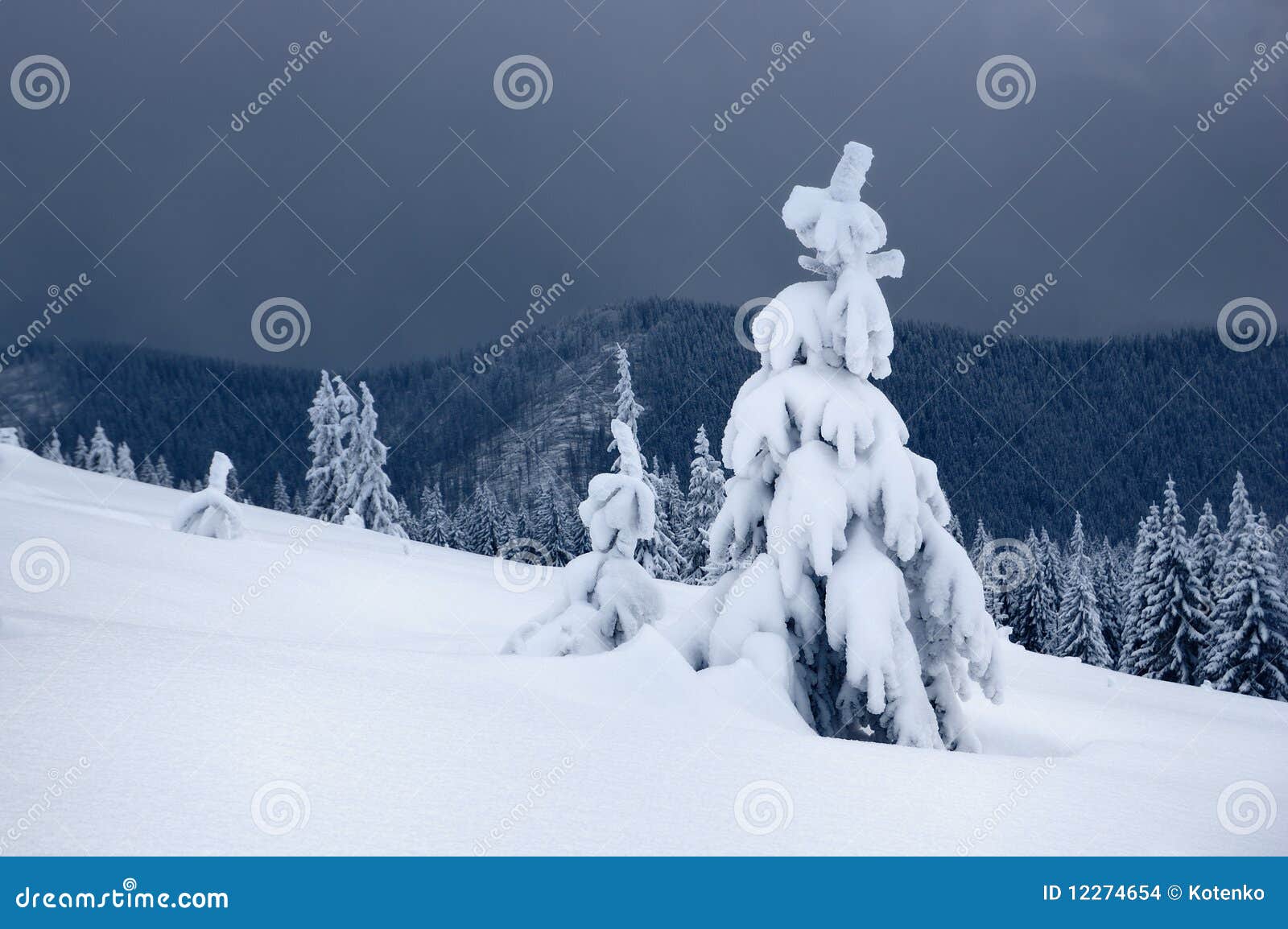 Snow-covered Trees on a Ridge Stock Photo - Image of christmastree ...
