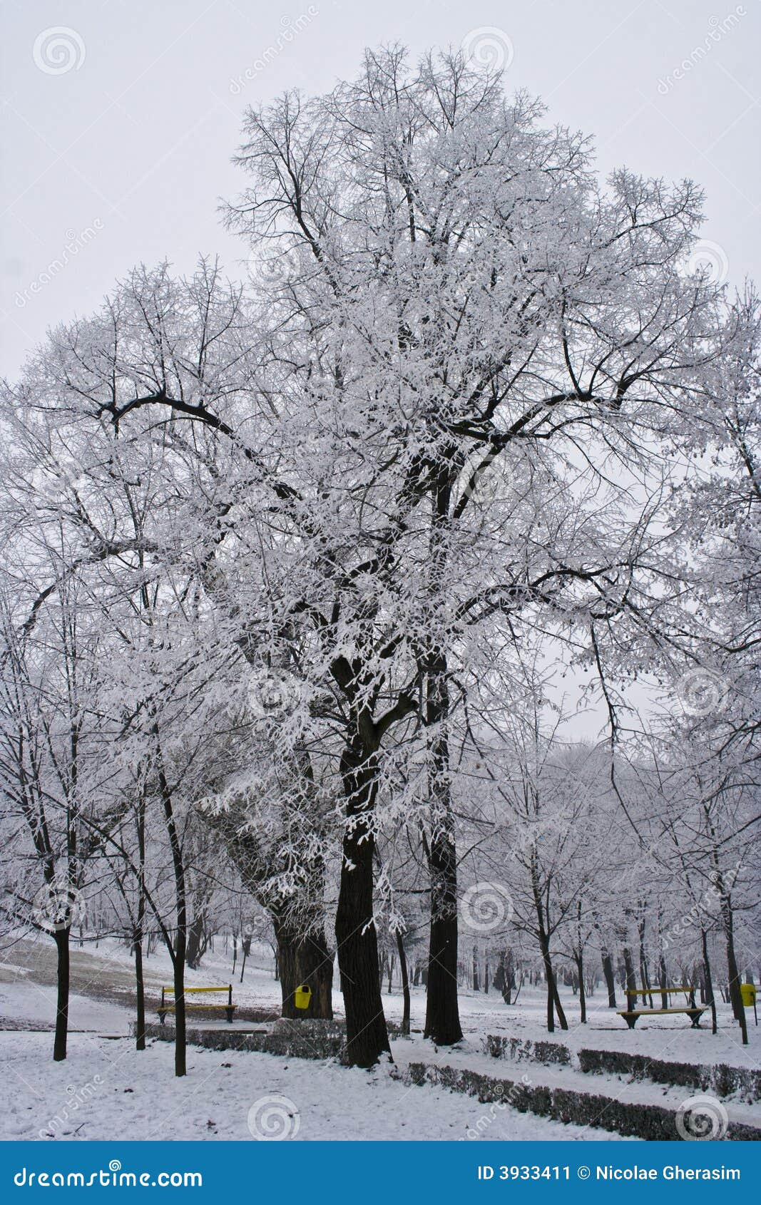 Snow Covered Trees after Storm Stock Image - Image of branch, bleak ...