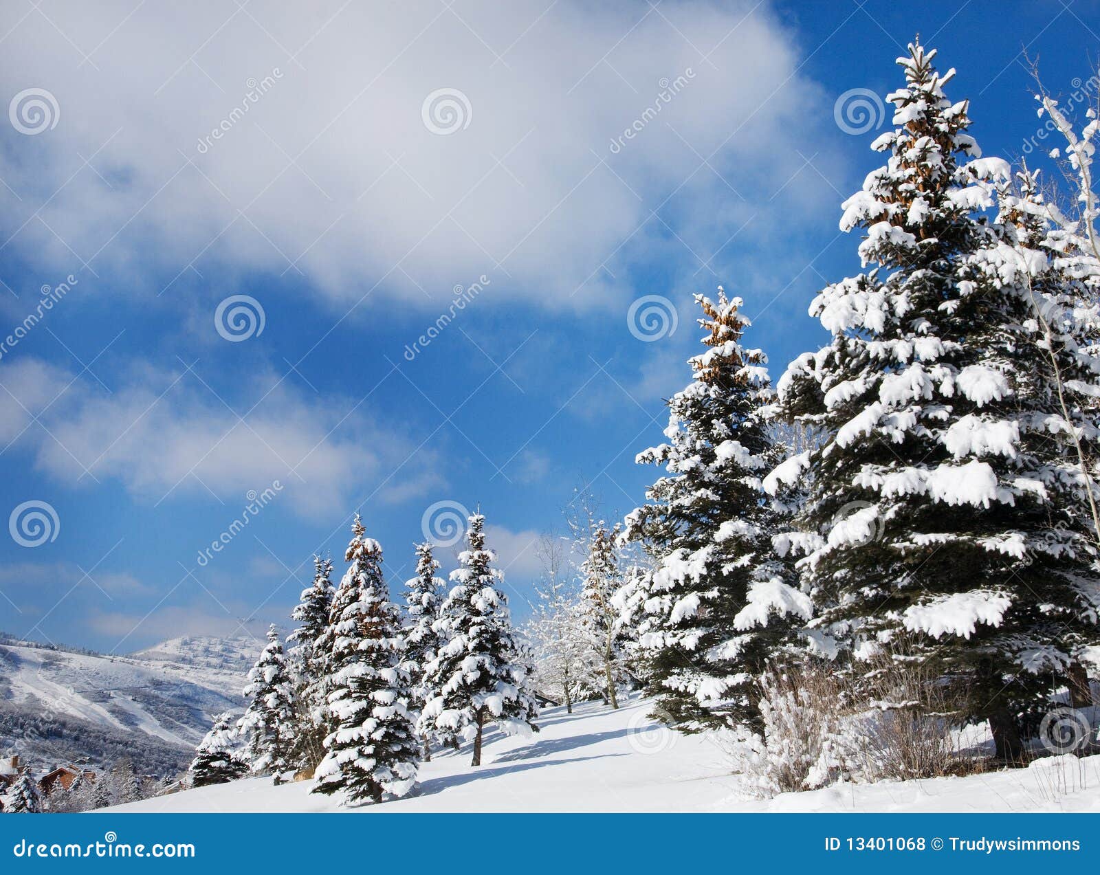 Snow-Covered Trees on a Sunny Day, Utah Stock Photo - Image of pine ...