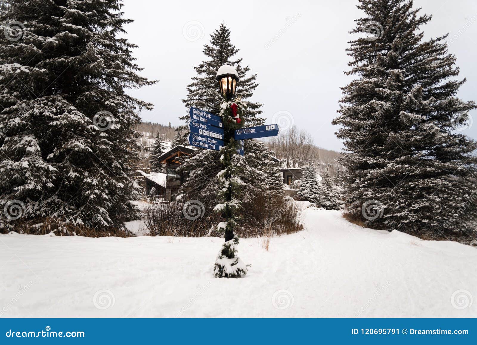 Snow Covered Trees in Vail, Colorado. Editorial Photo - Image of ...