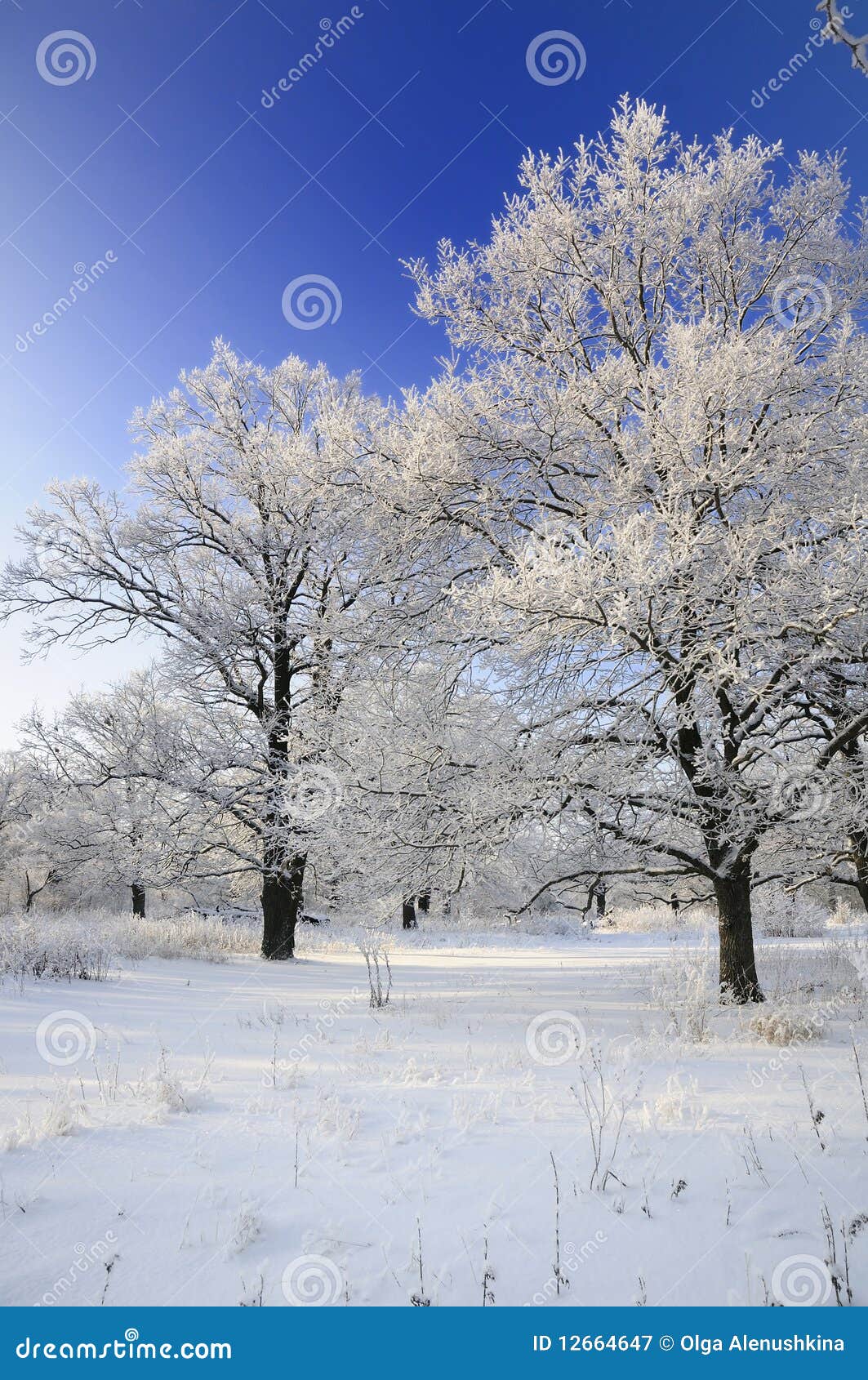 Snow-covered Trees in the Winter Stock Image - Image of solitude ...
