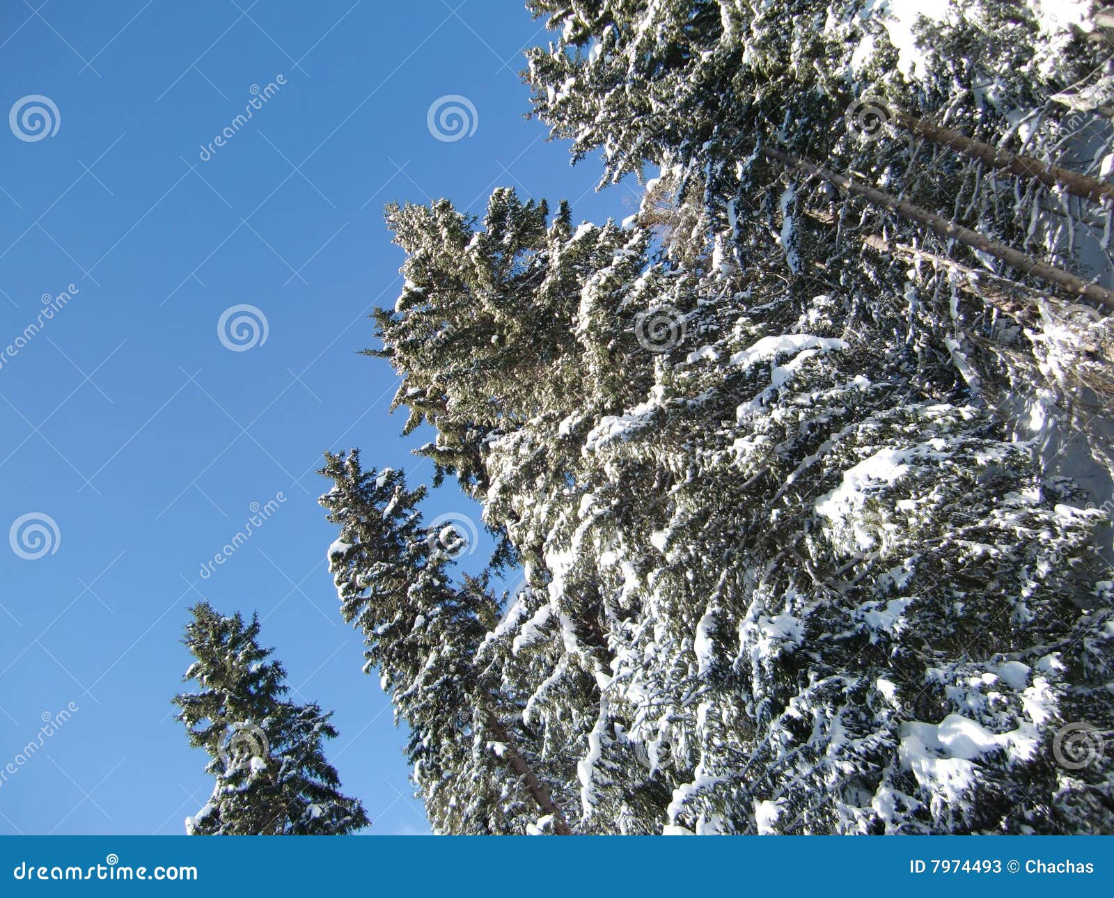 Snow Covered Trees in Winter Stock Image - Image of angle, nature: 7974493