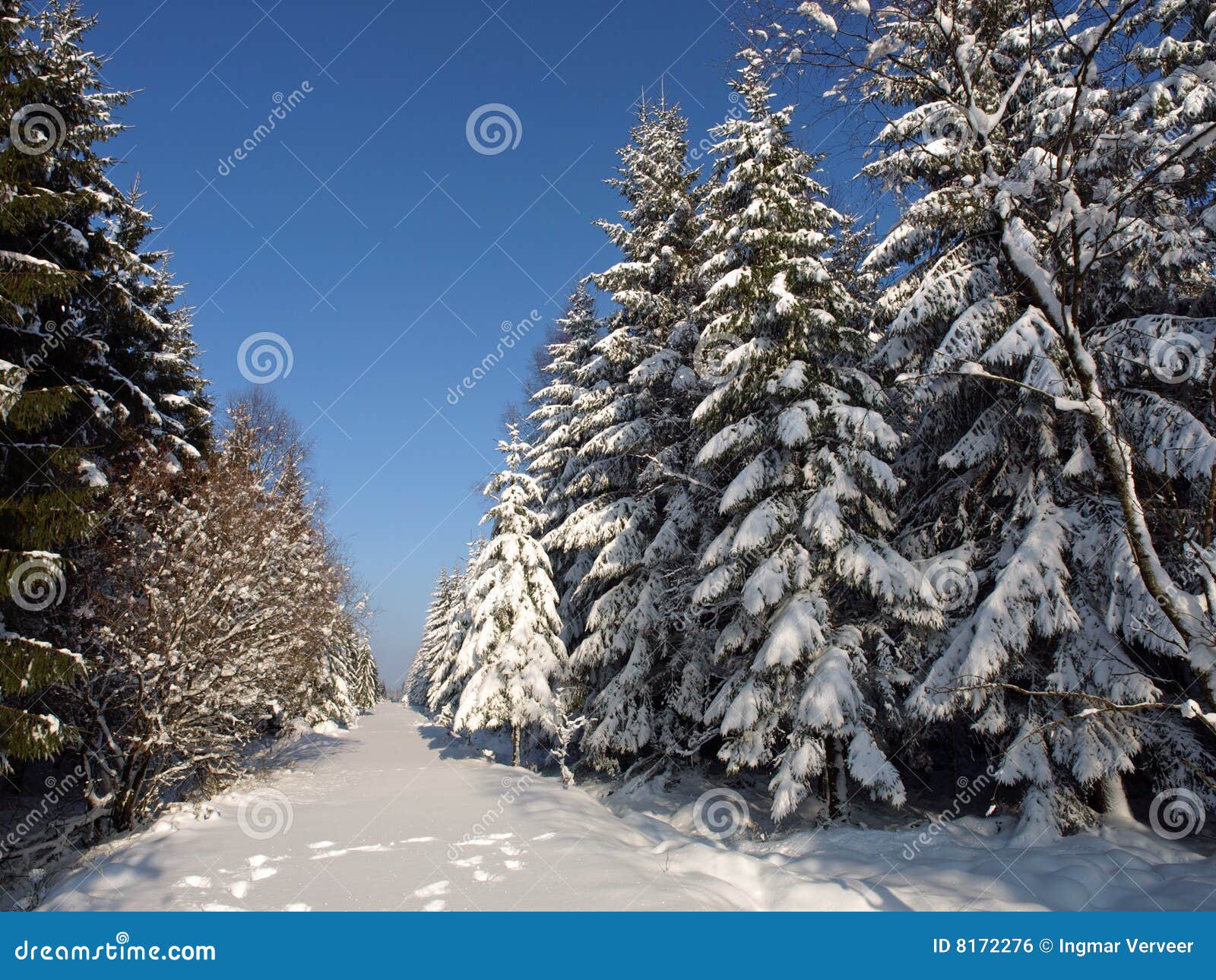 Snow Covered Trees in Winter Stock Photo - Image of woods, blue: 8172276